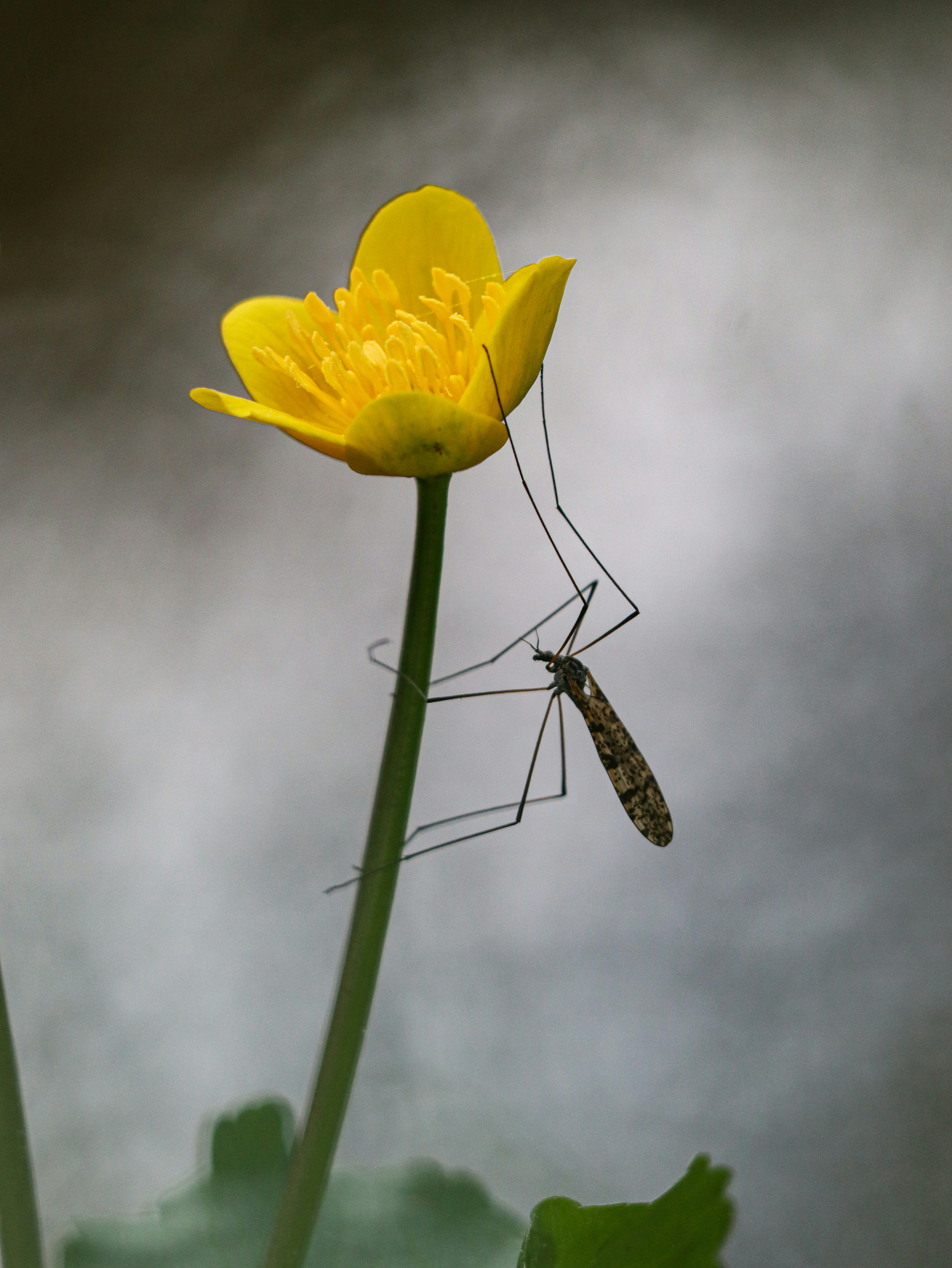 Crane Fly on a Golden Cup: Micro-Drama on a Garden Stem