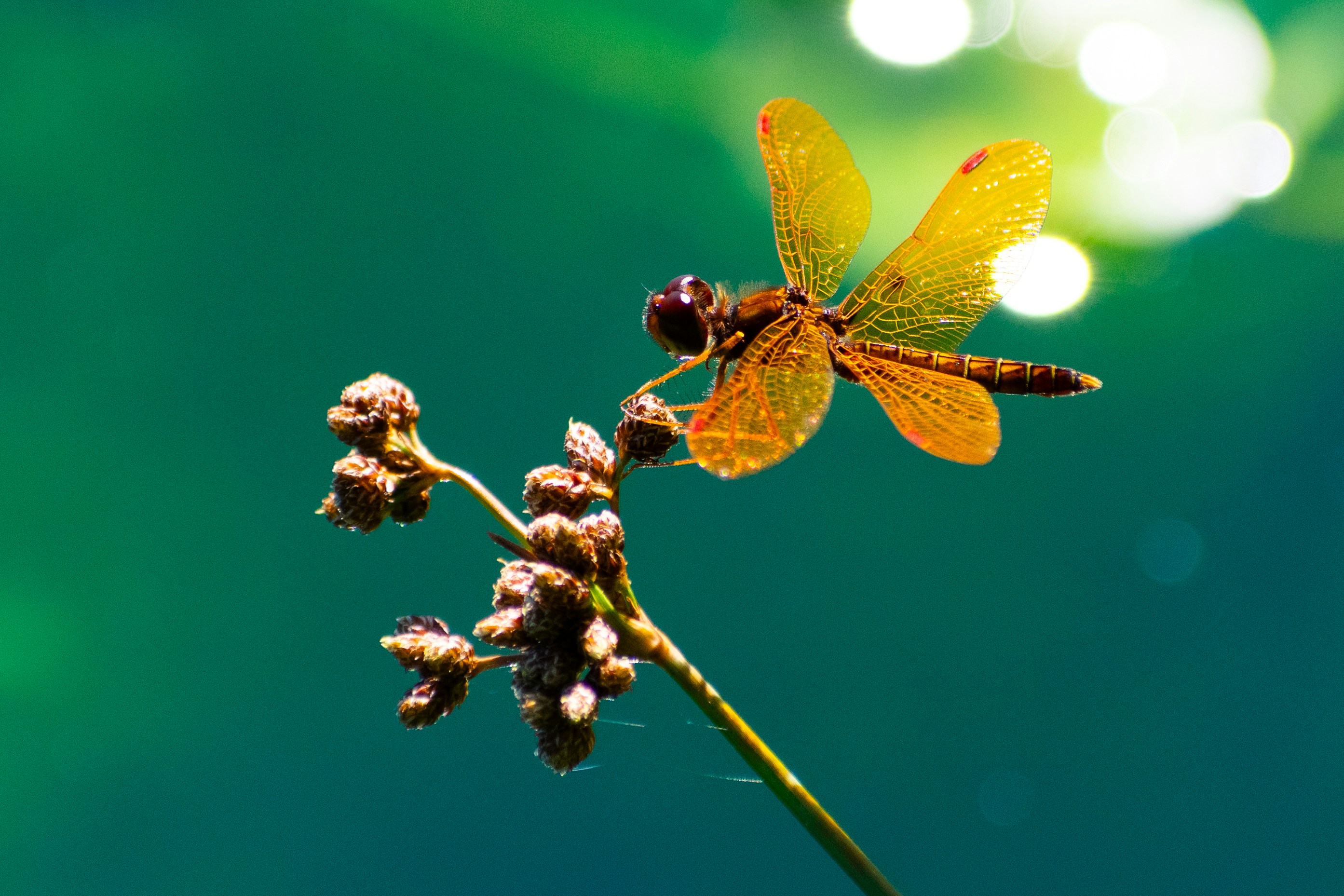 Amber-winged Dragonfly Perched on a Teal Backdrop