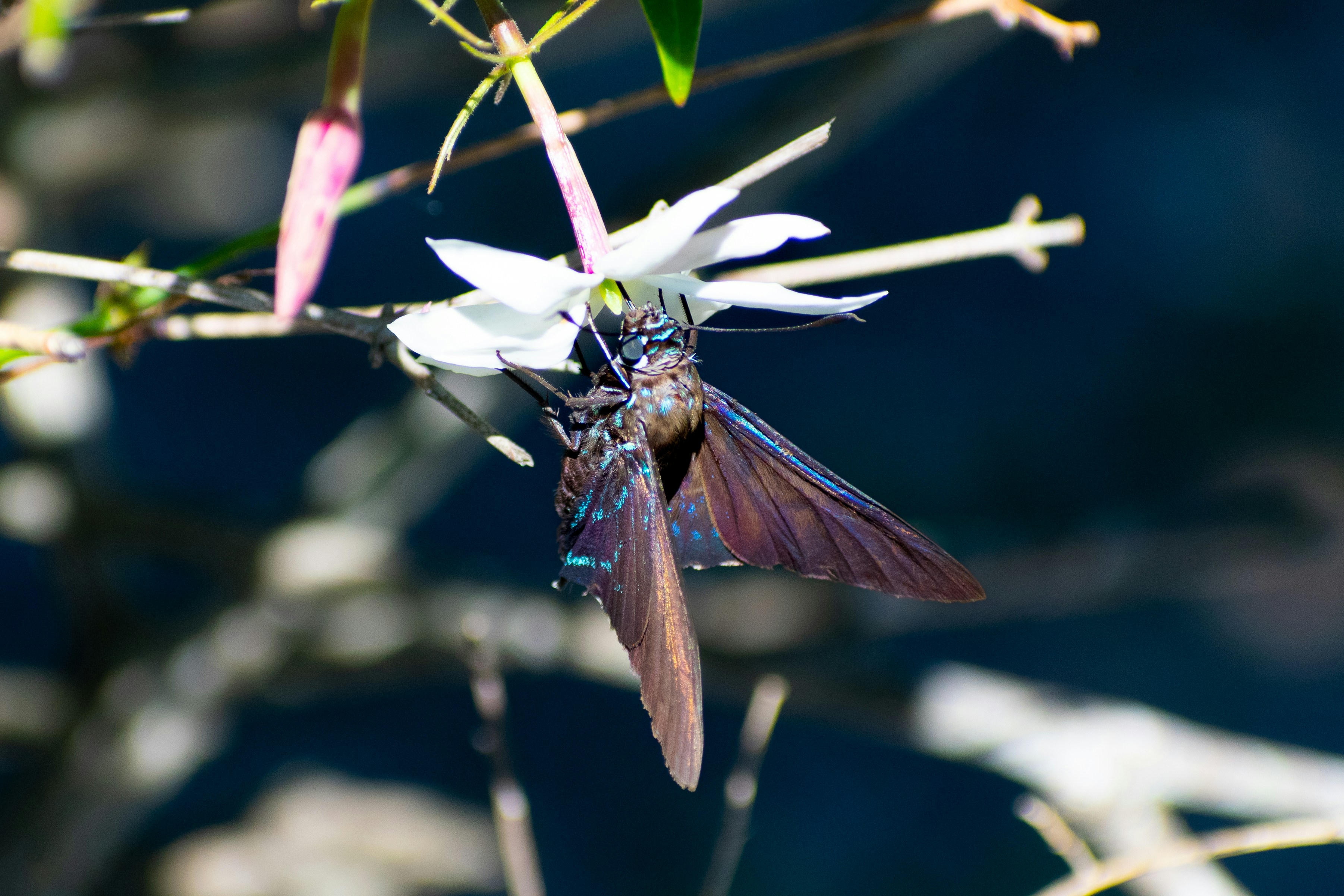 Velvet-Winged Hawk Moth Perches on a White Bud Against Indigo Blur