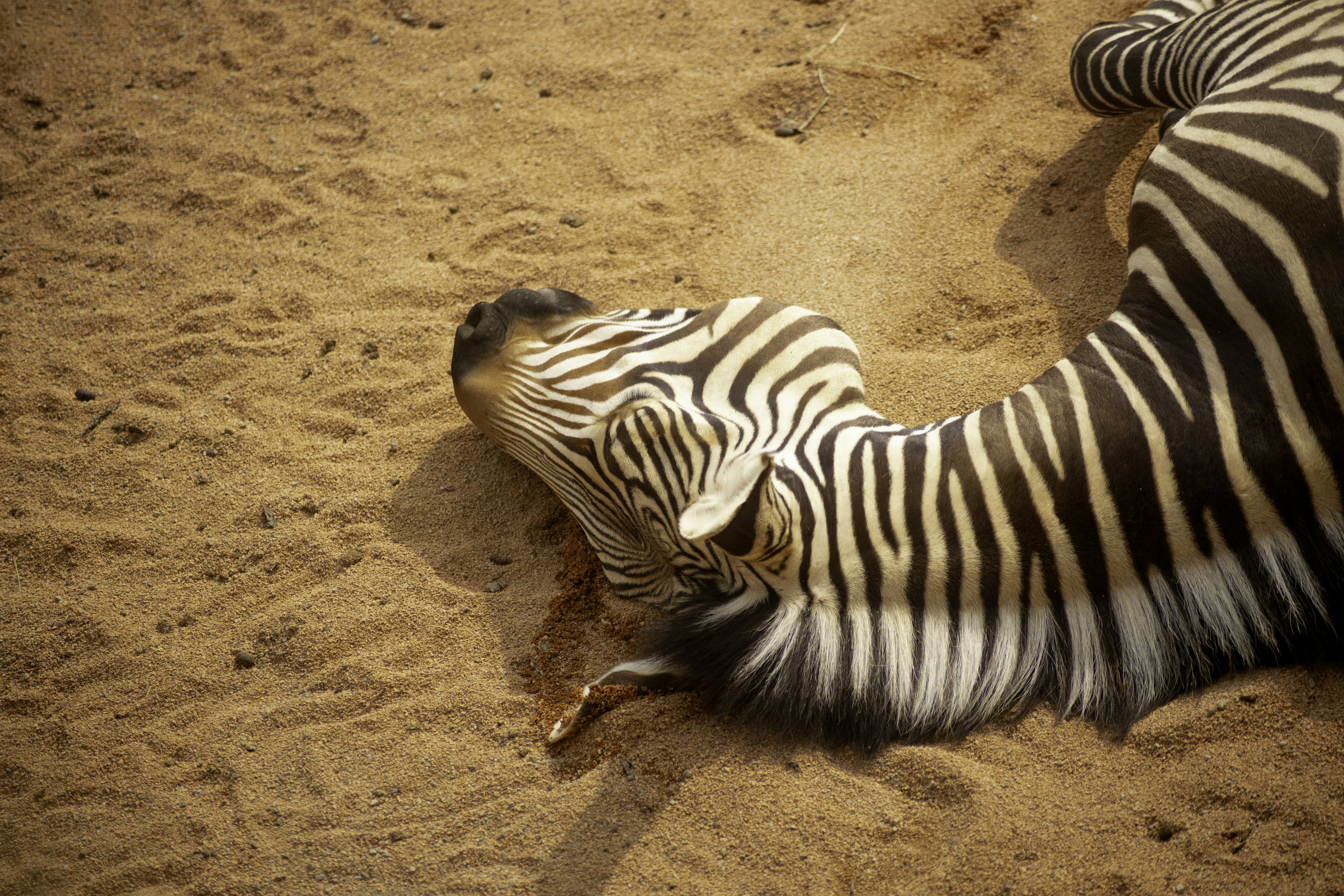 A zebra laying on its side in the sand photo – Free Animal Image on ...