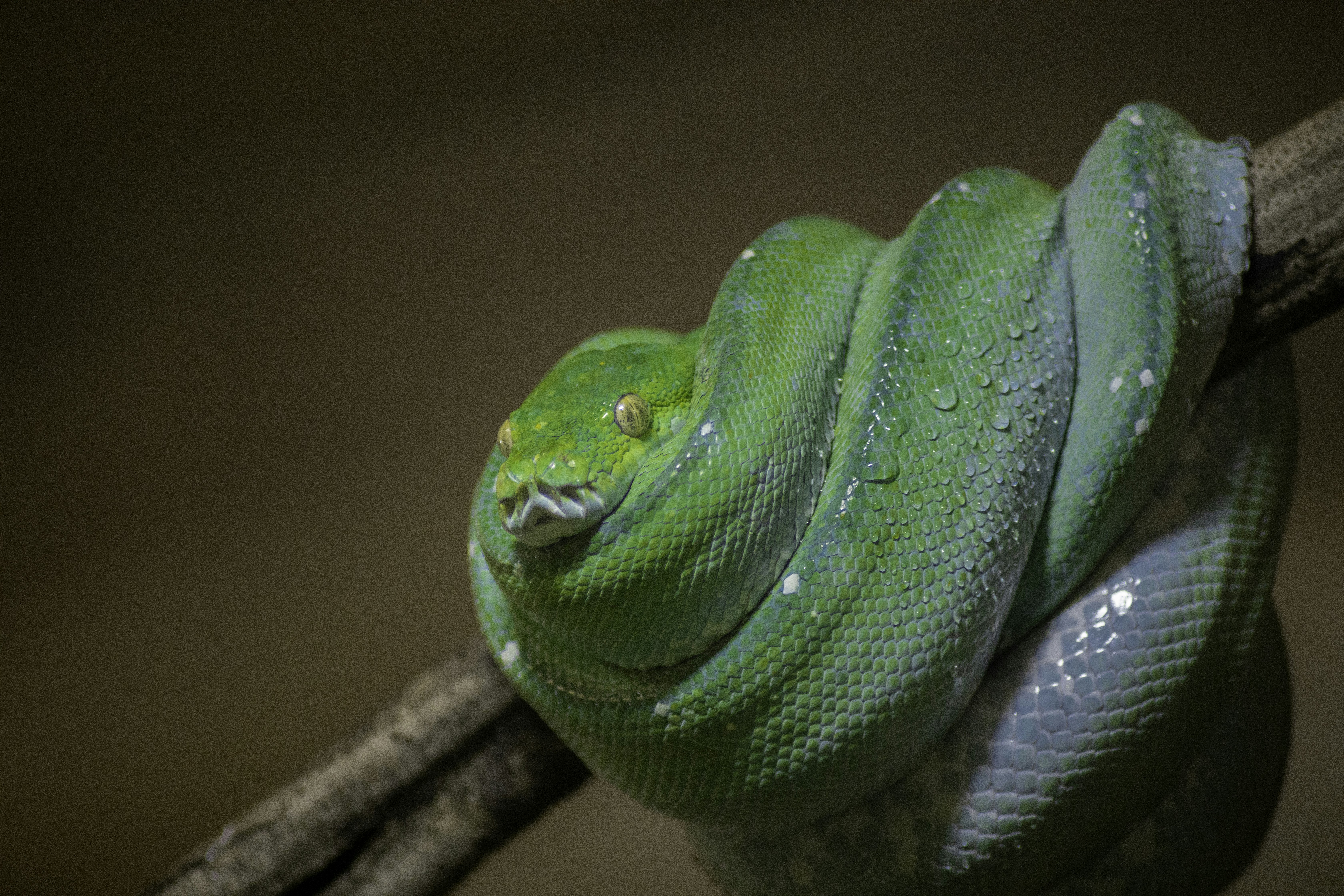 A green snake is curled up on a branch photo – Free Animal Image on ...