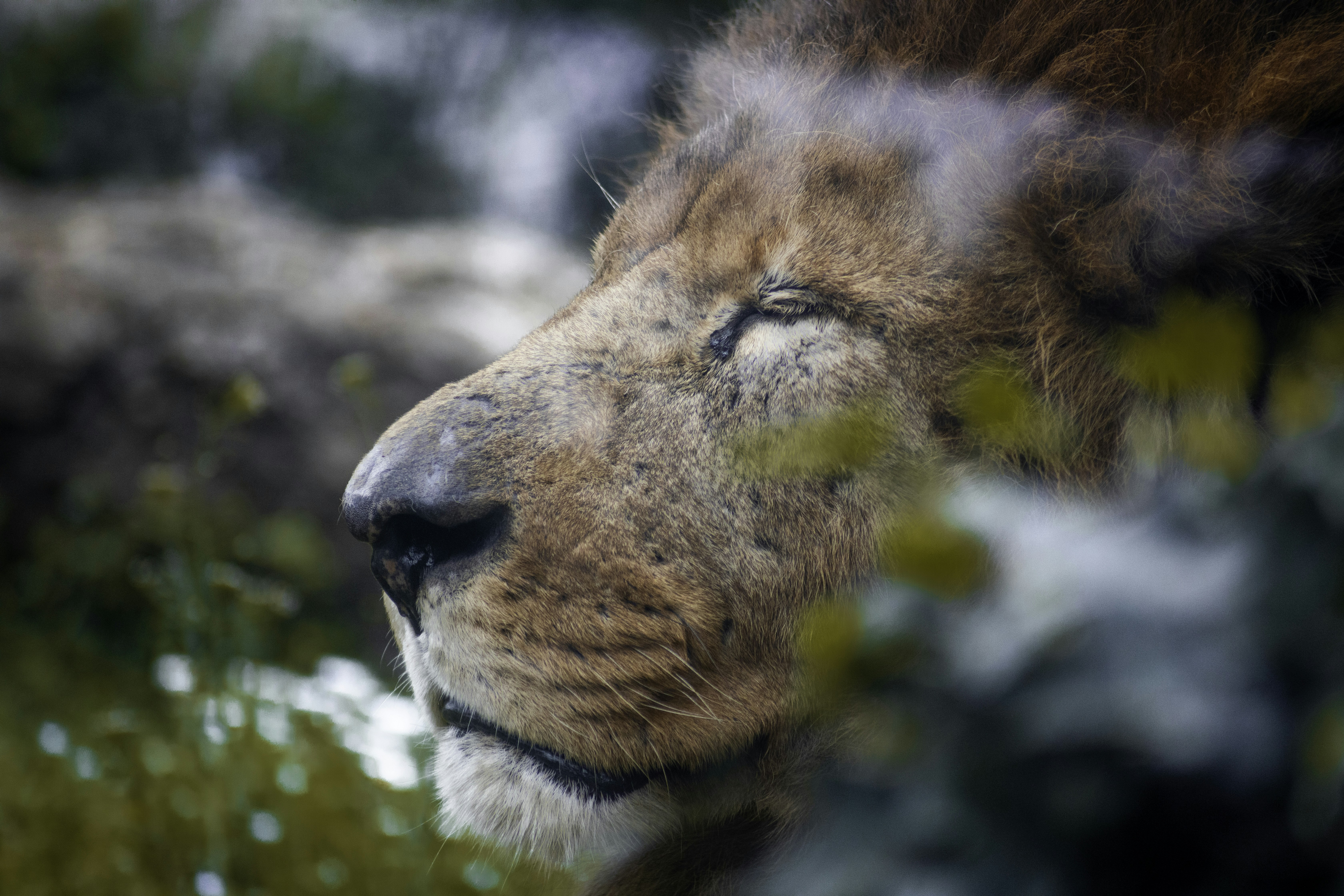 The Restful King: A Close-Up of a Lion’s Quiet Moment