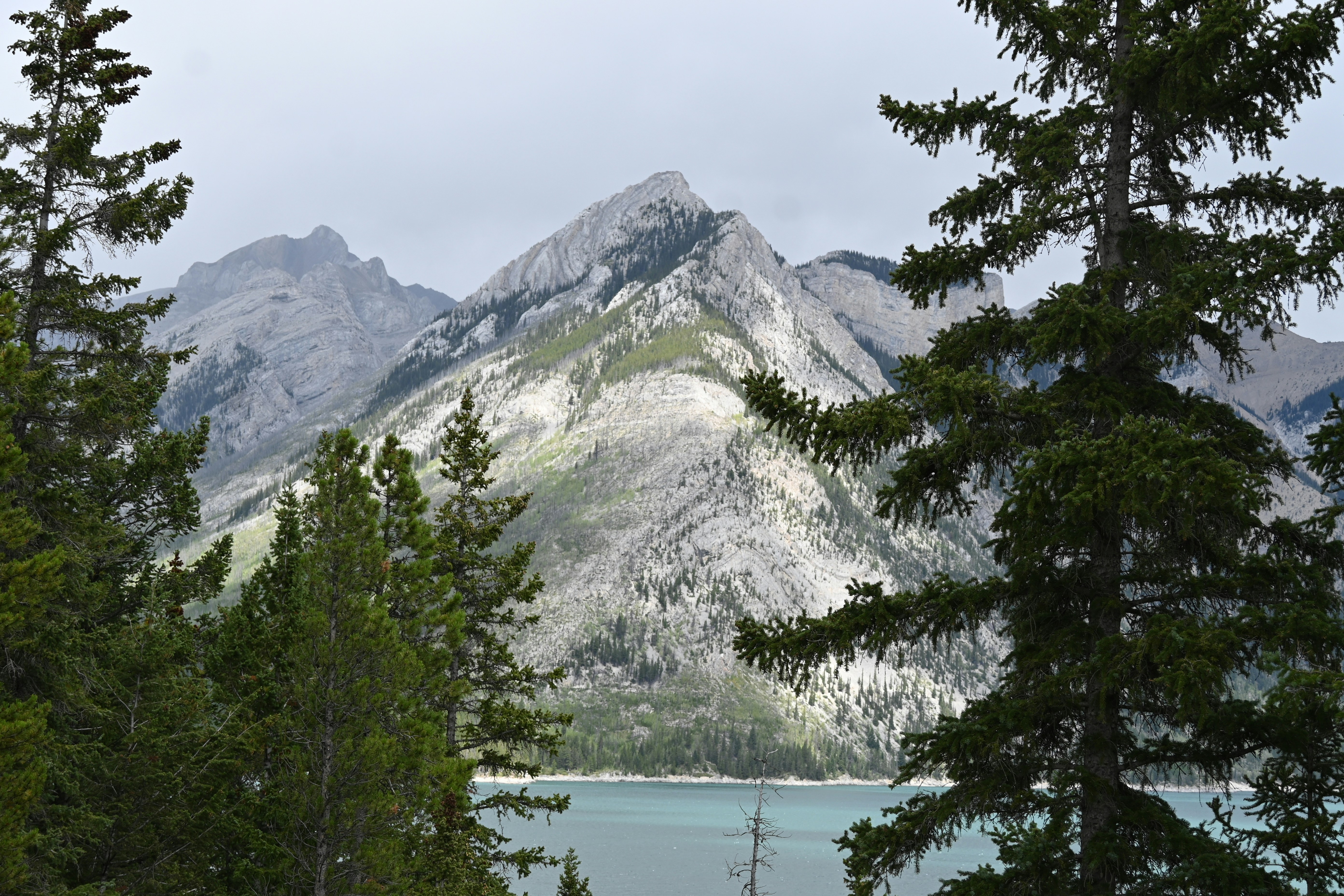 Whispers of the Alpine Wilderness