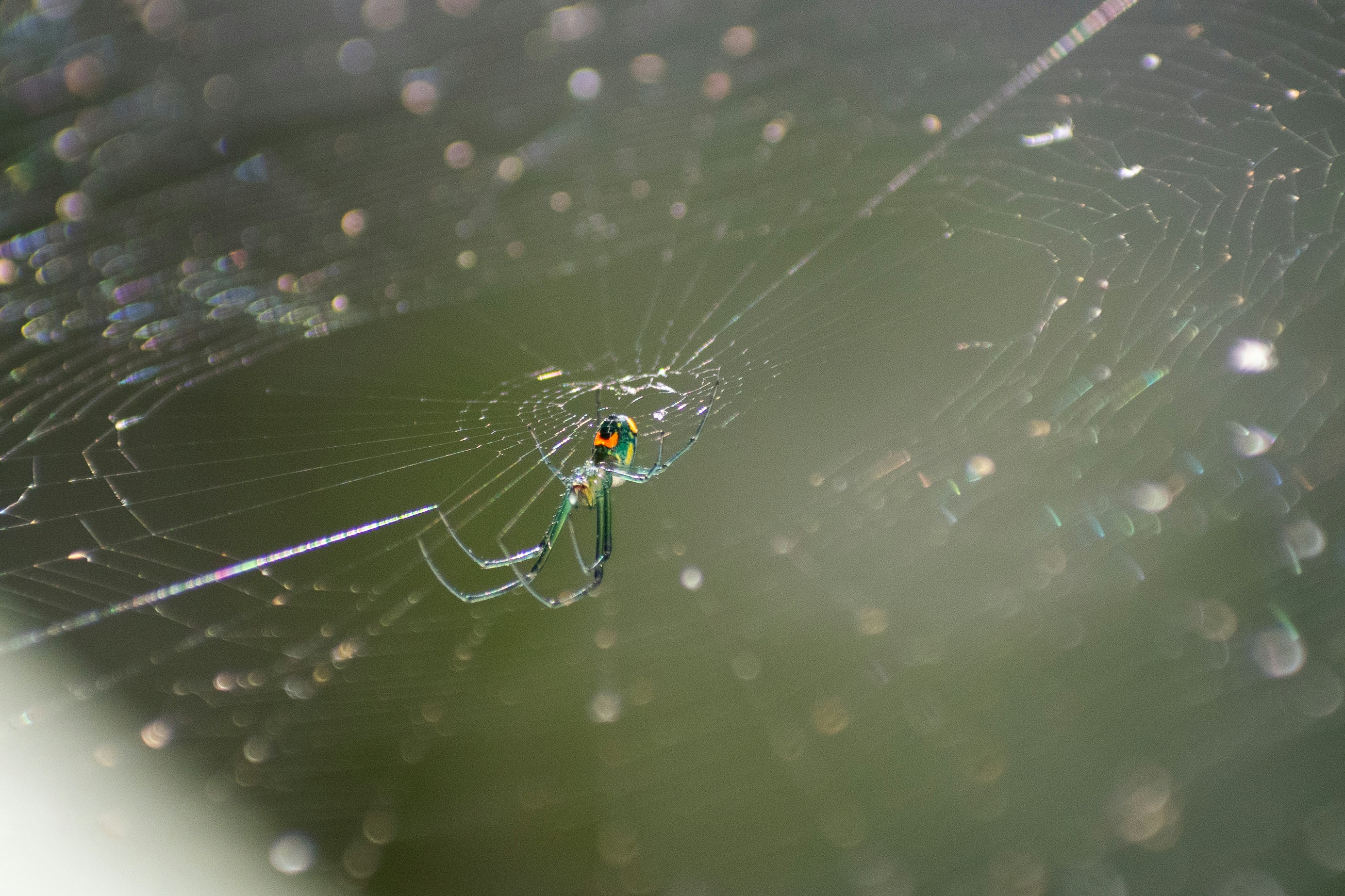 Dew-kissed Core: A Garden Spider at the Web's Center