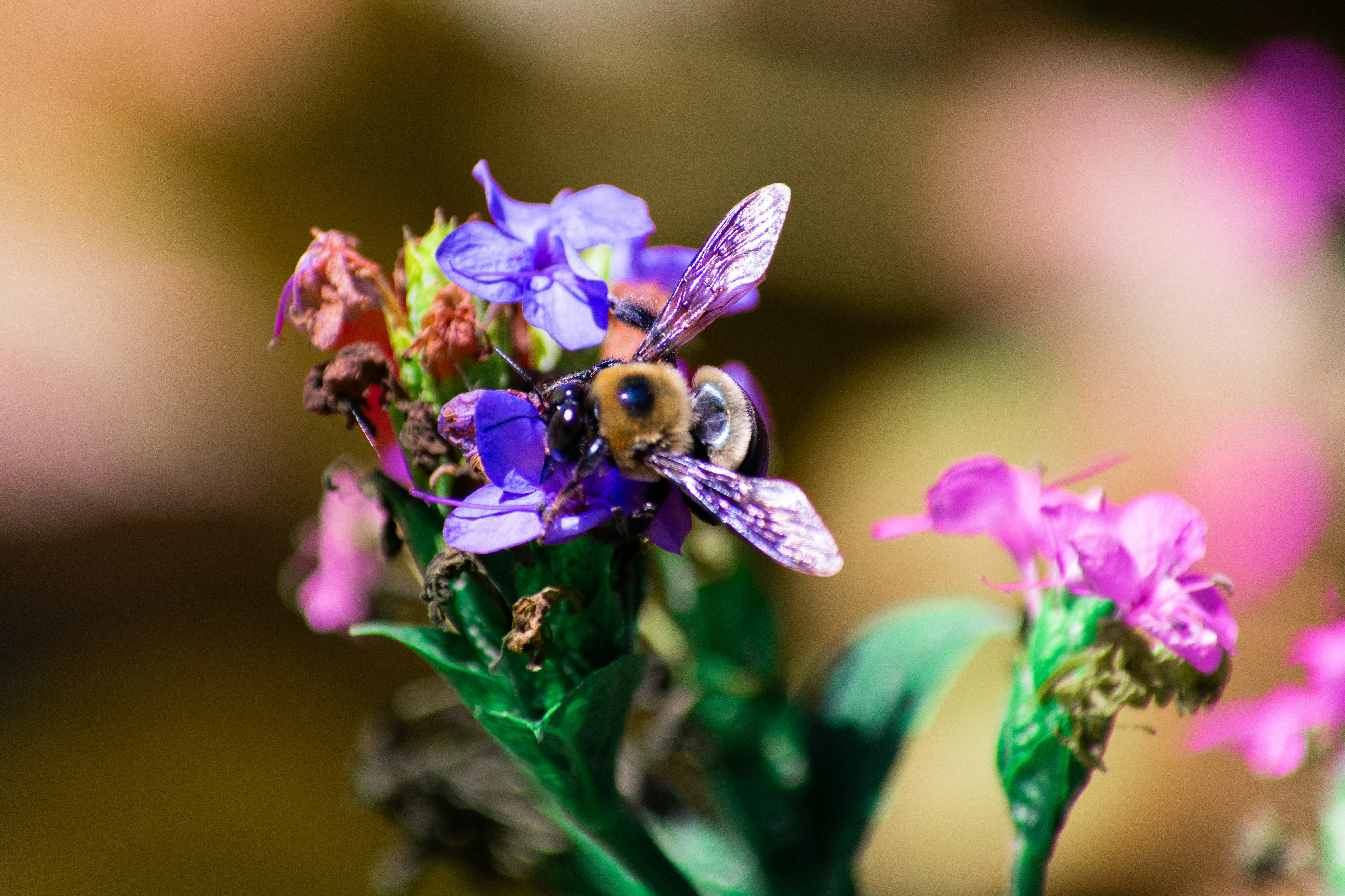 Bee On Violet Bloom: A Tiny Orchard in Focus