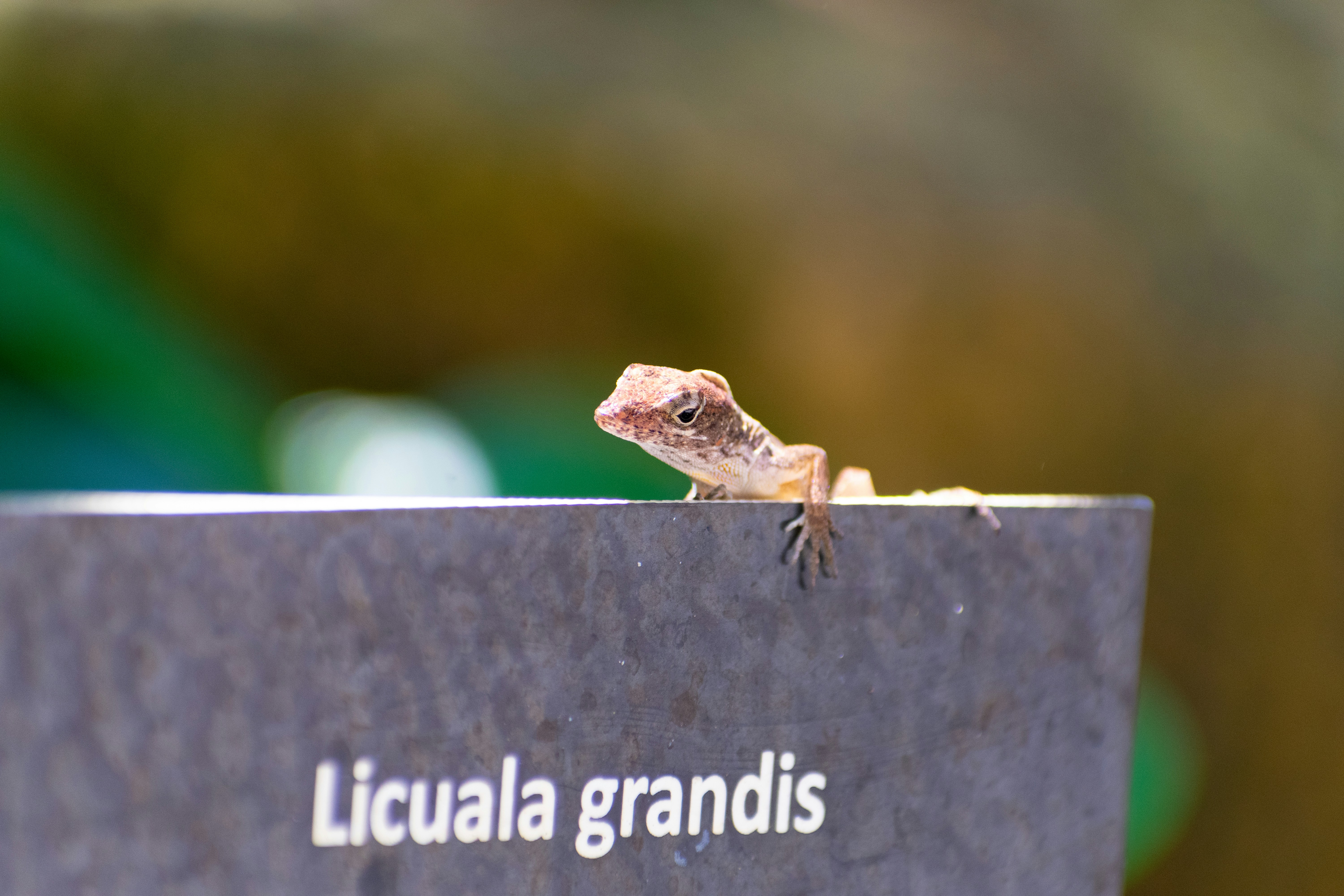 Photo by Robin Teng with Nikon D3400