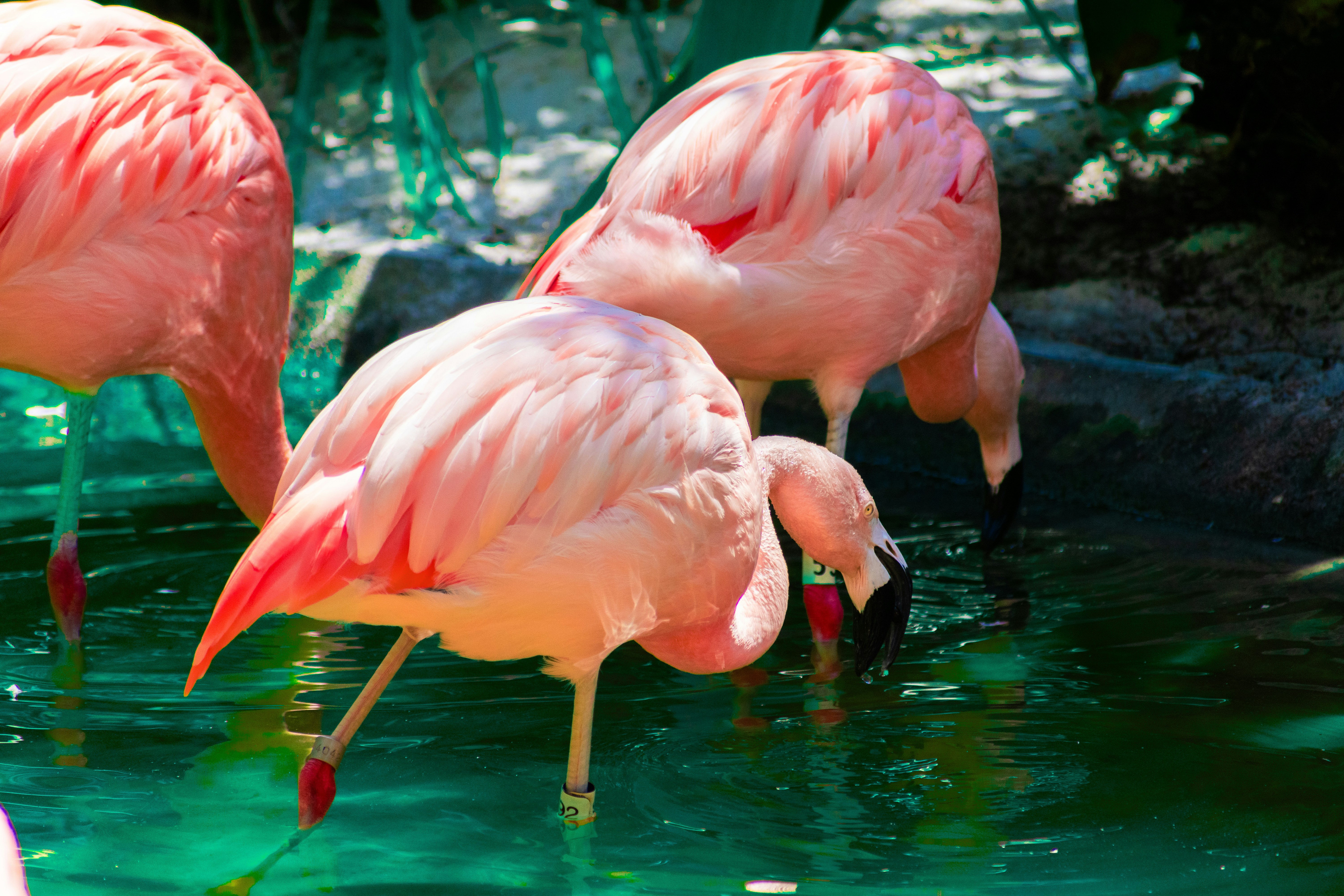 Beaks in the Turquoise Glow: Flamingos at the Pond Edge