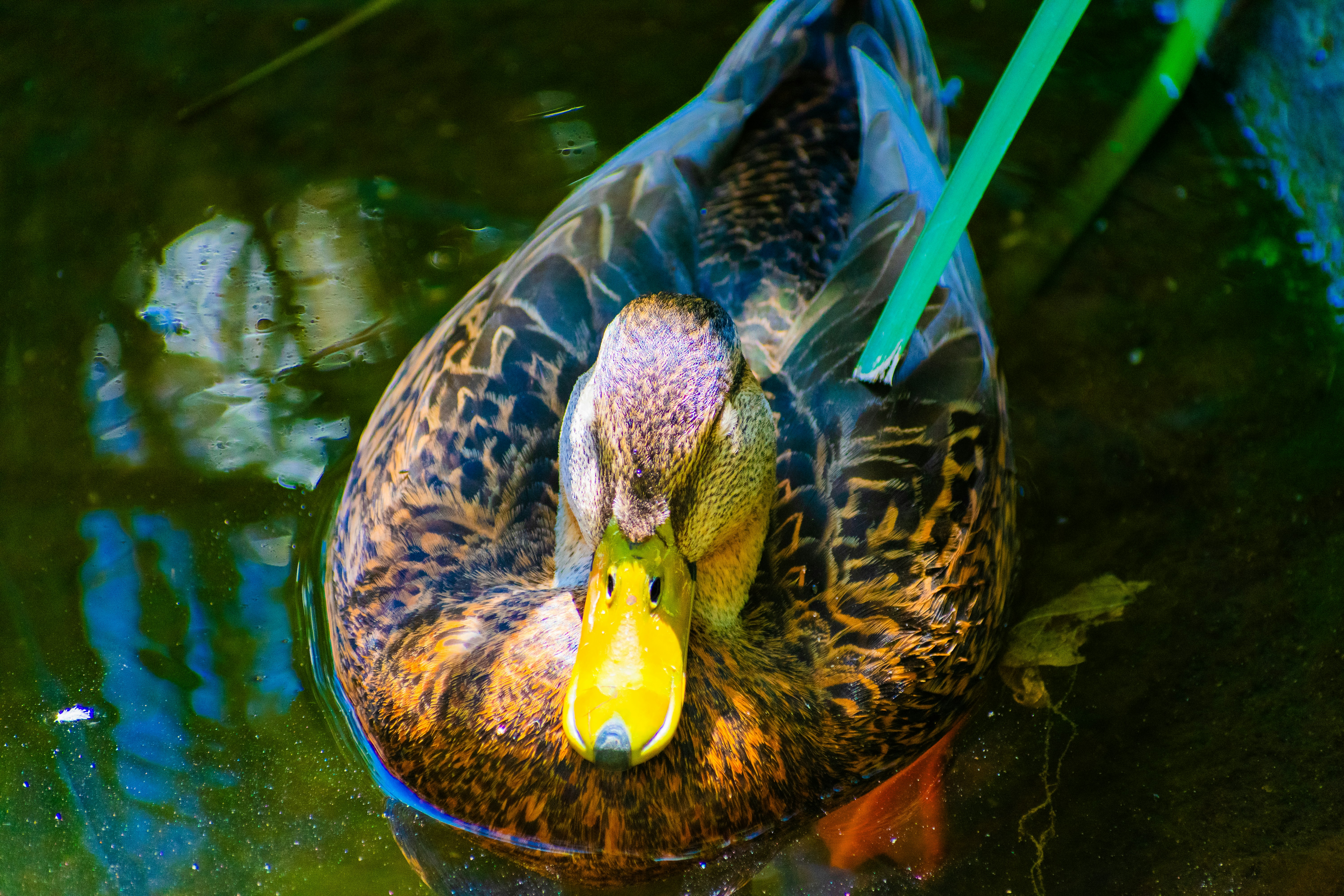 A close up of a duck in a body of water photo – Free Duck Image on Unsplash