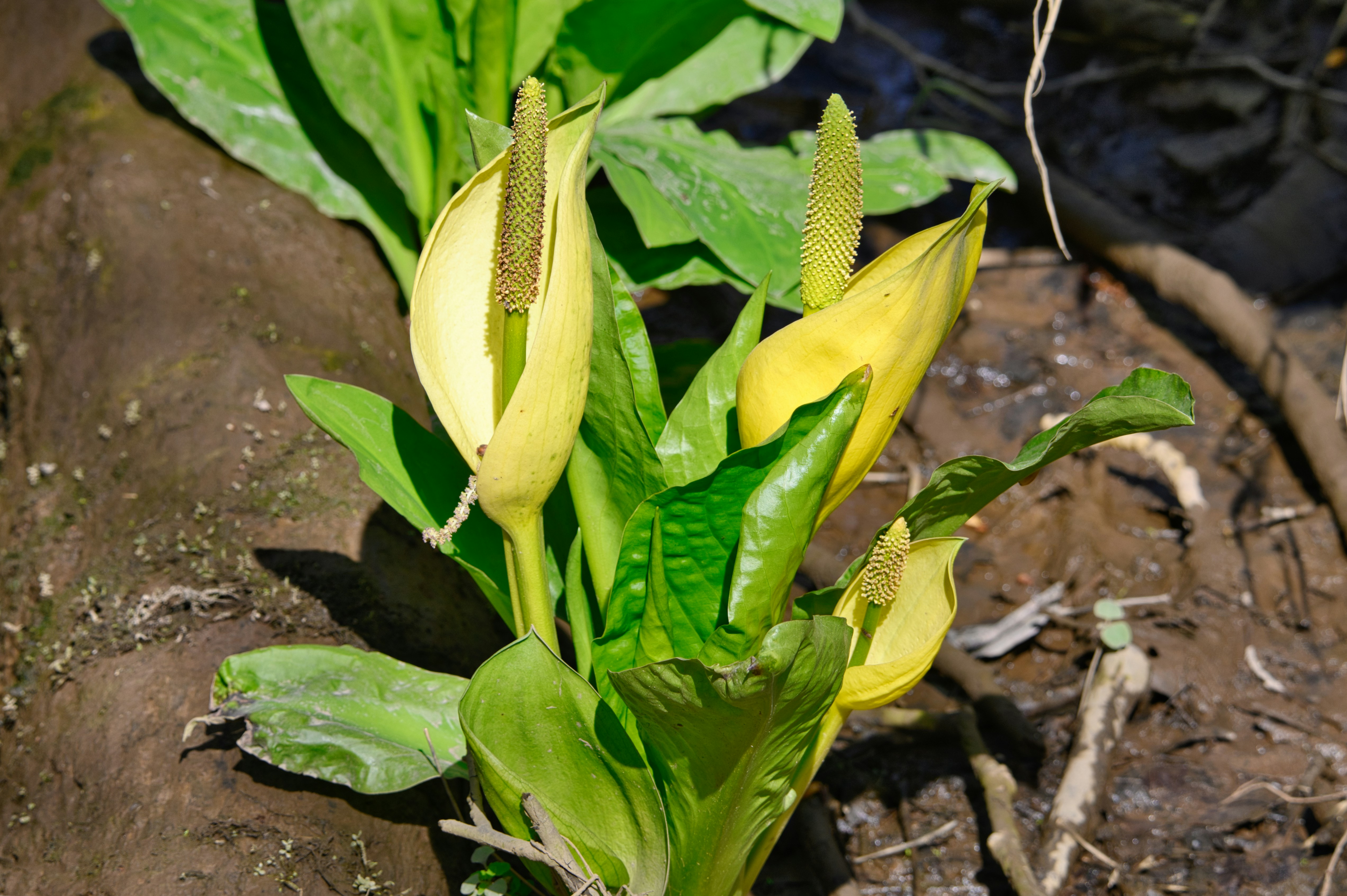 Golden Spathes Rise from Damp Earth: Peace Lilies in Quiet Morning Light