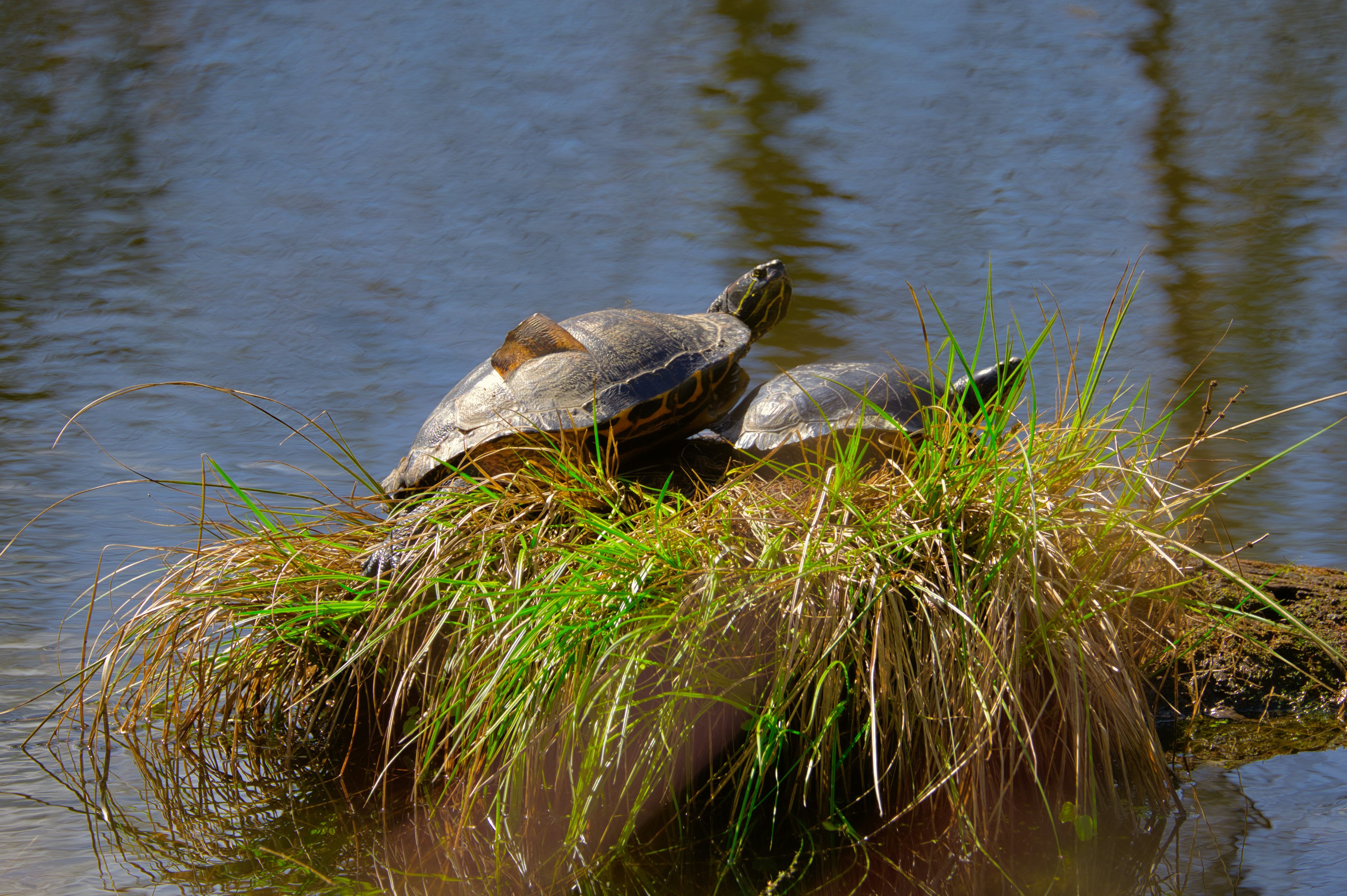 Two turtles sitting on top of a log in the water photo – Free Animal ...