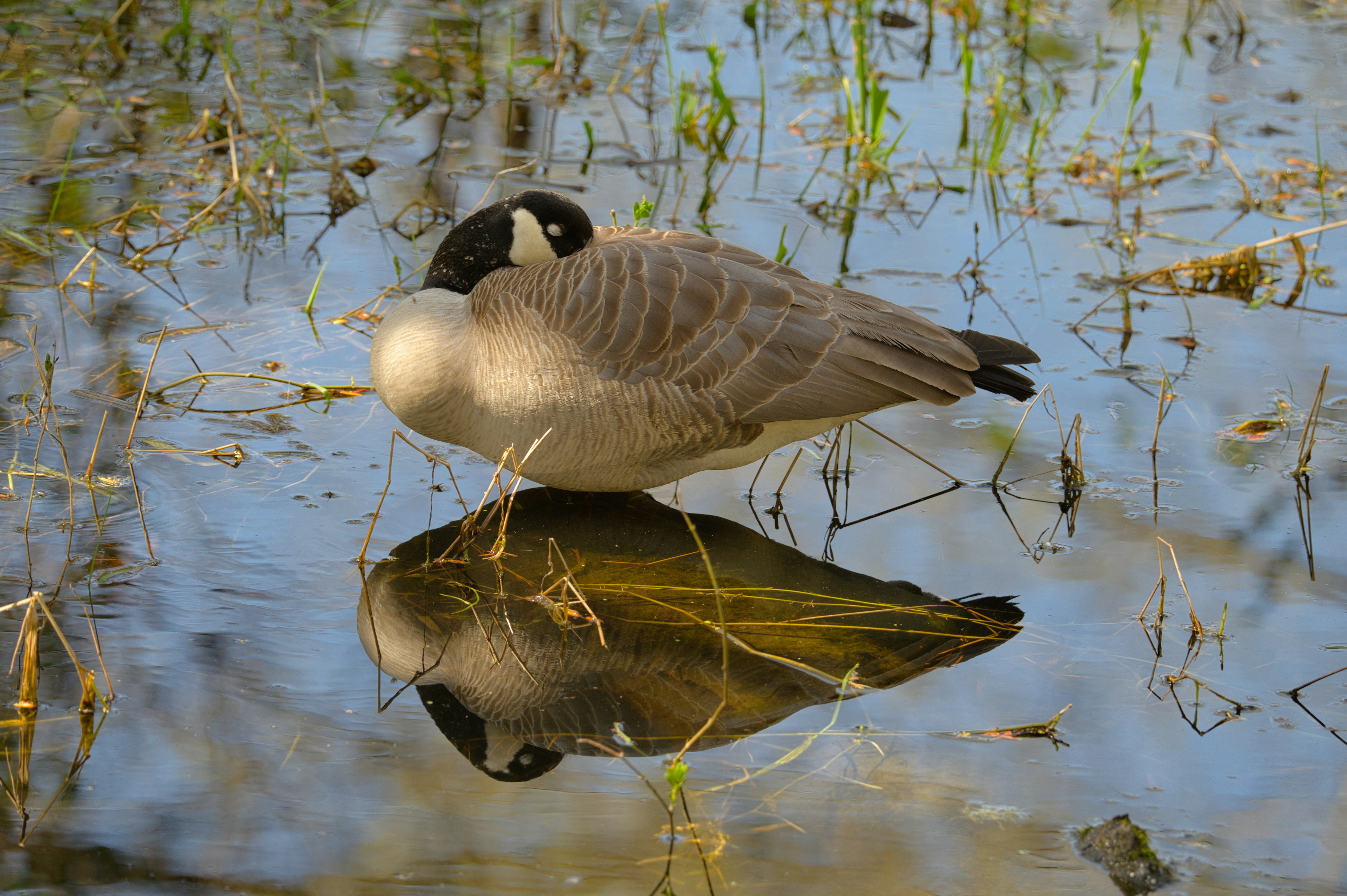Marsh Moment: Canada Goose Pauses by a Glassy Reflection
