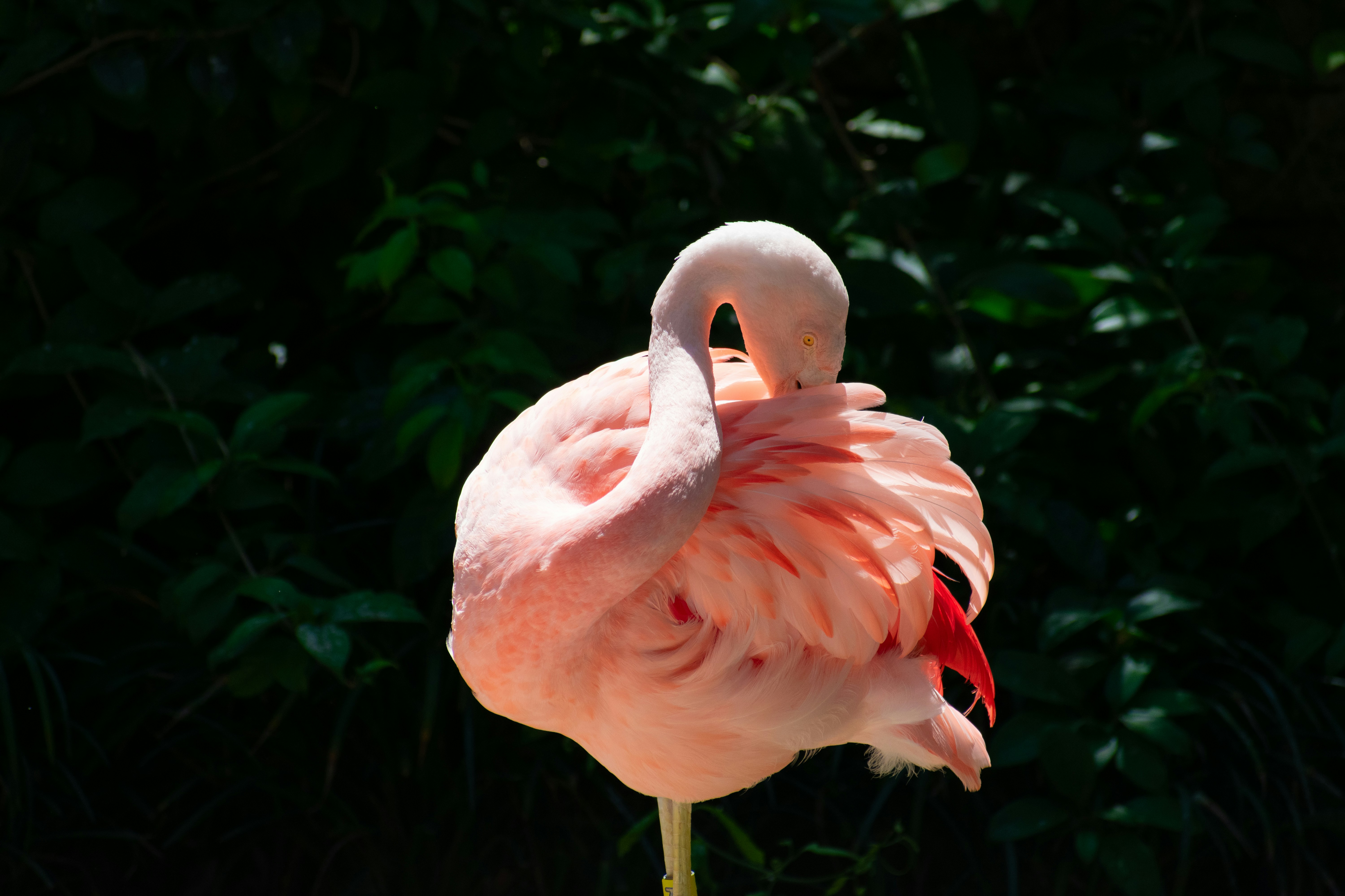 Velvet Green Backdrop Frames a Pink Flamingo's Quiet Pose