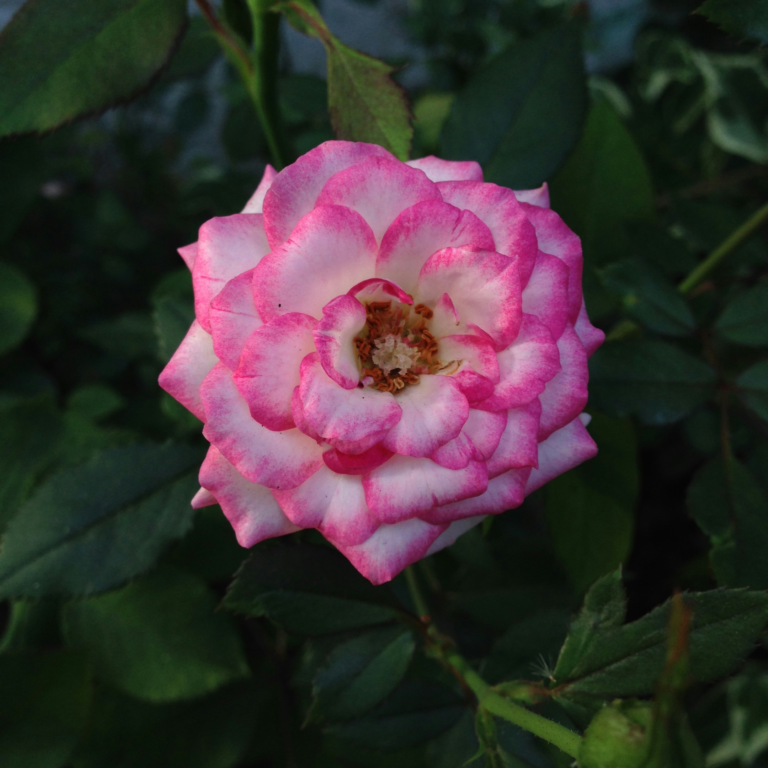 Petal Geometry: A Pink-Edged Rose Amid Velvet Green Foliage