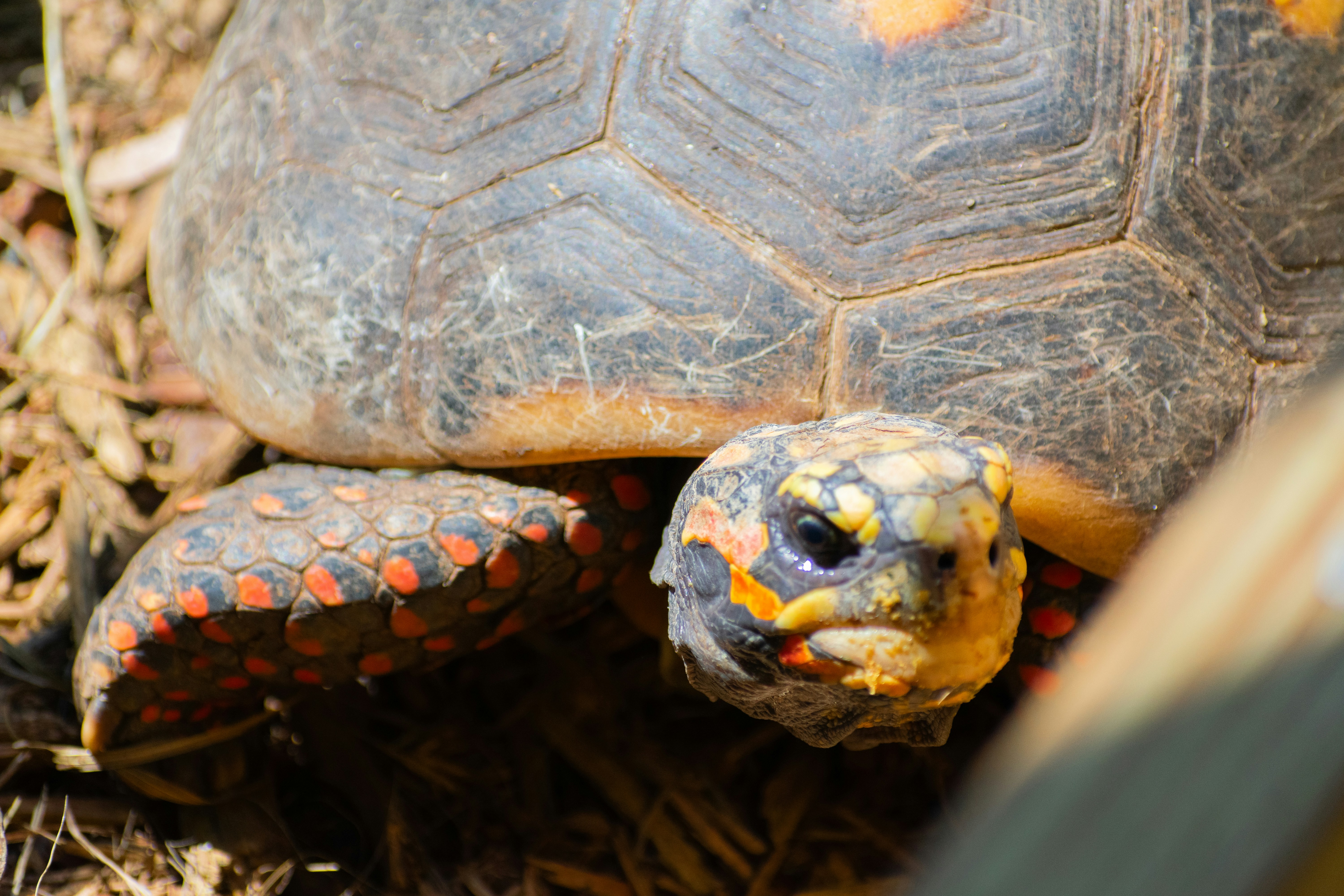 A close up of a turtle on the ground photo – Free Tortoise Image on ...