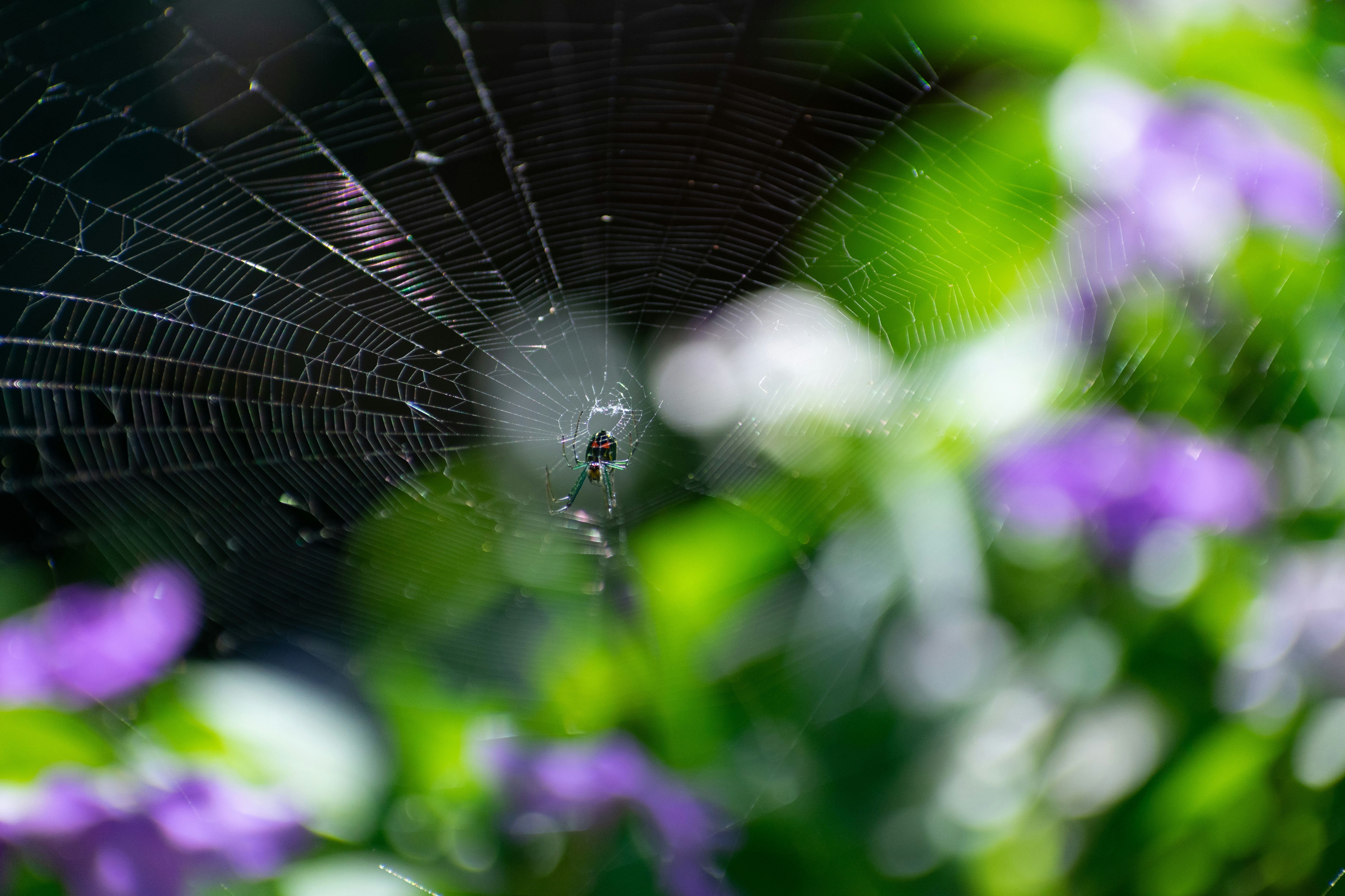 Center of the Web: a tiny spider anchored in a halo of violet bokeh