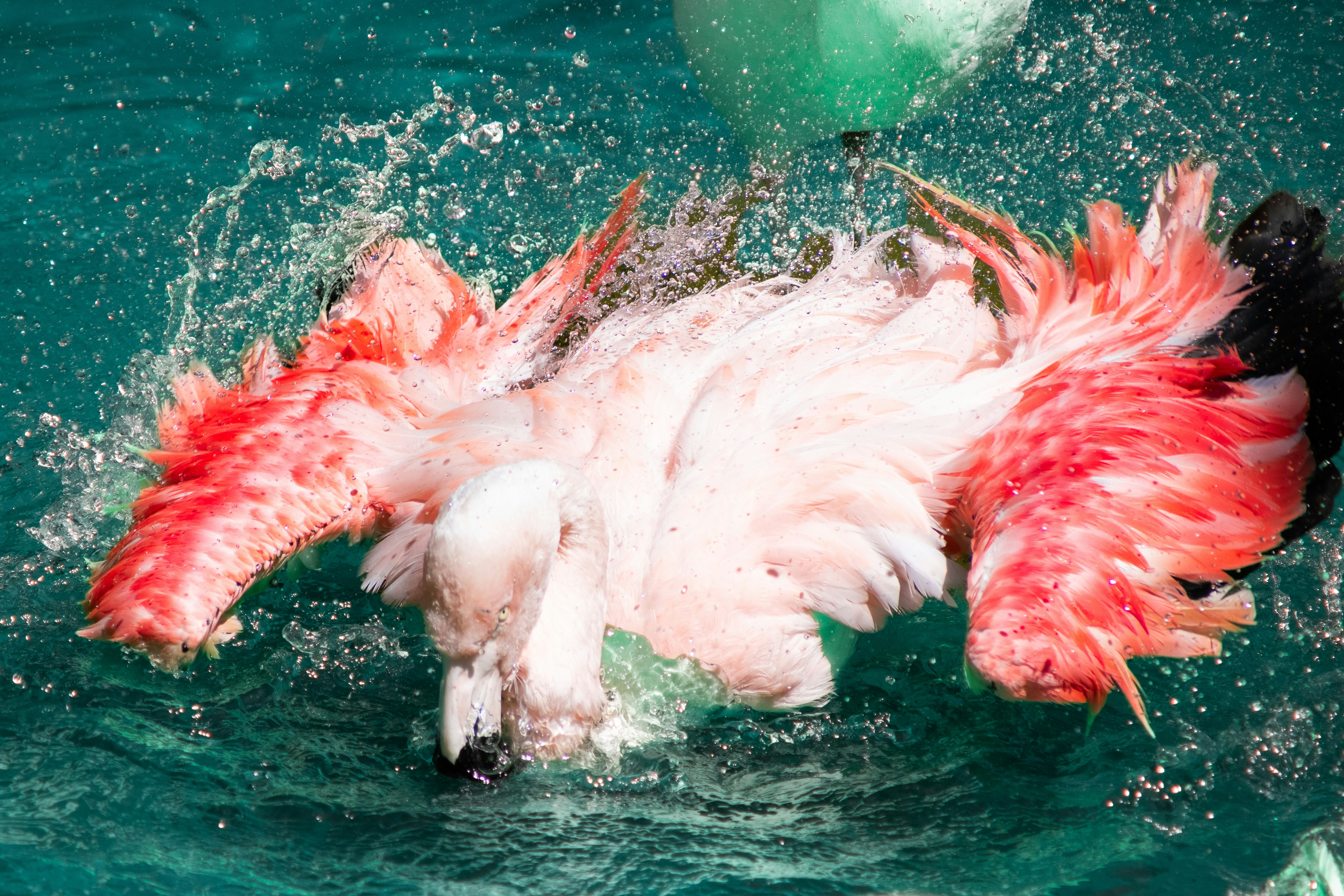 Red-Feathered Break: Flamingo Submerges in Turquoise Ripples