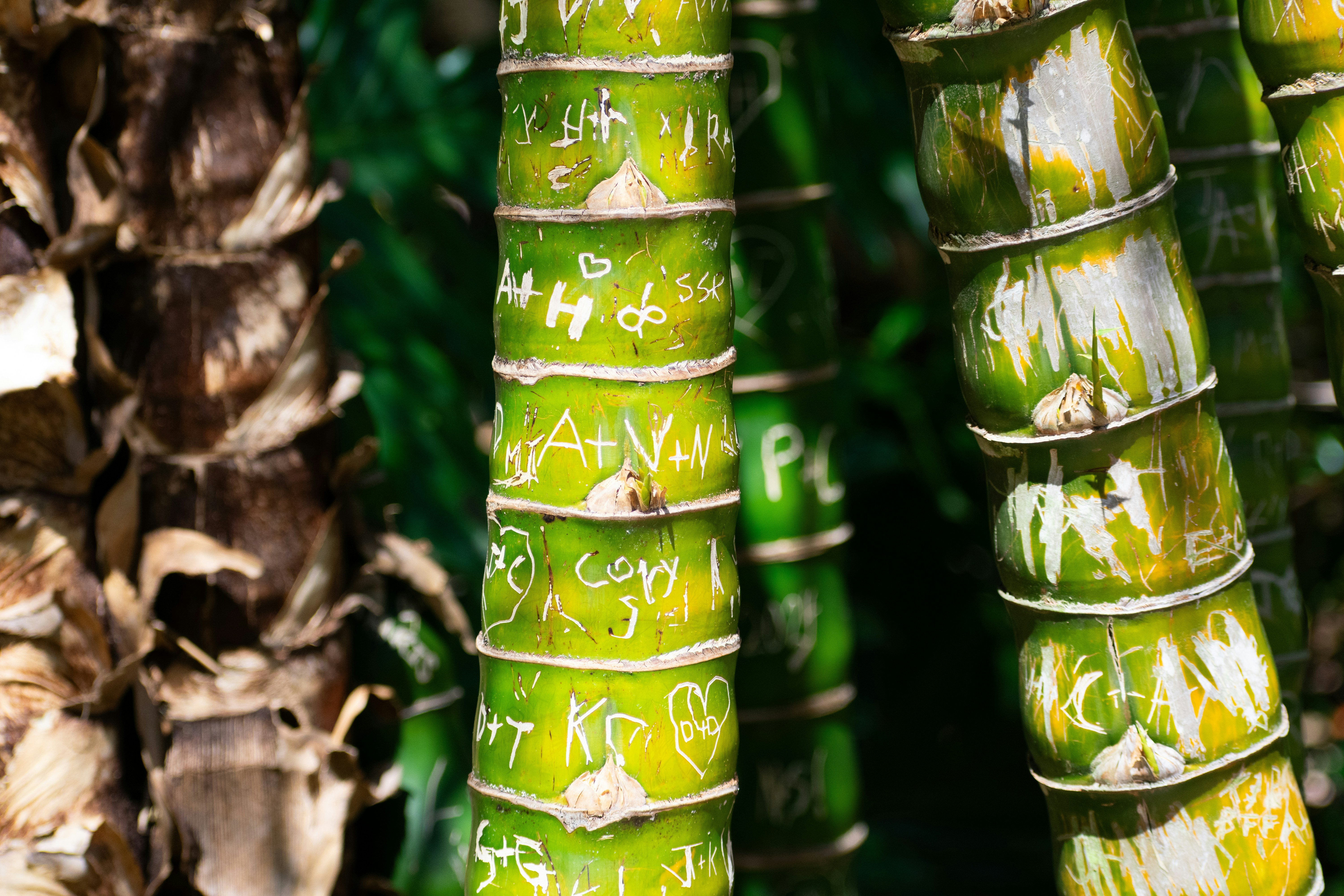 a close up of a bunch of bananas with writing on them