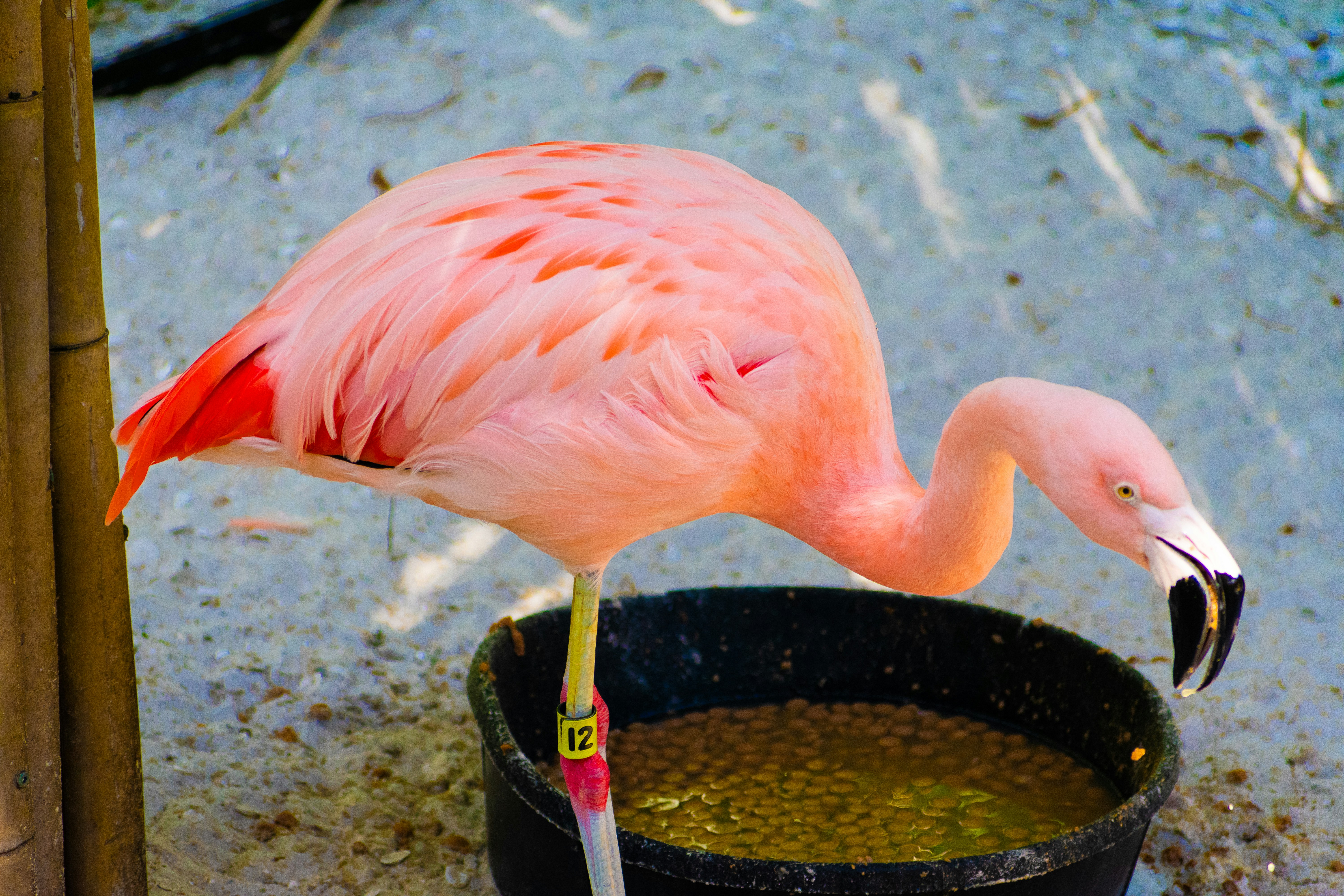 Flamingo at the Edge: Feeding Moment by the Bucket