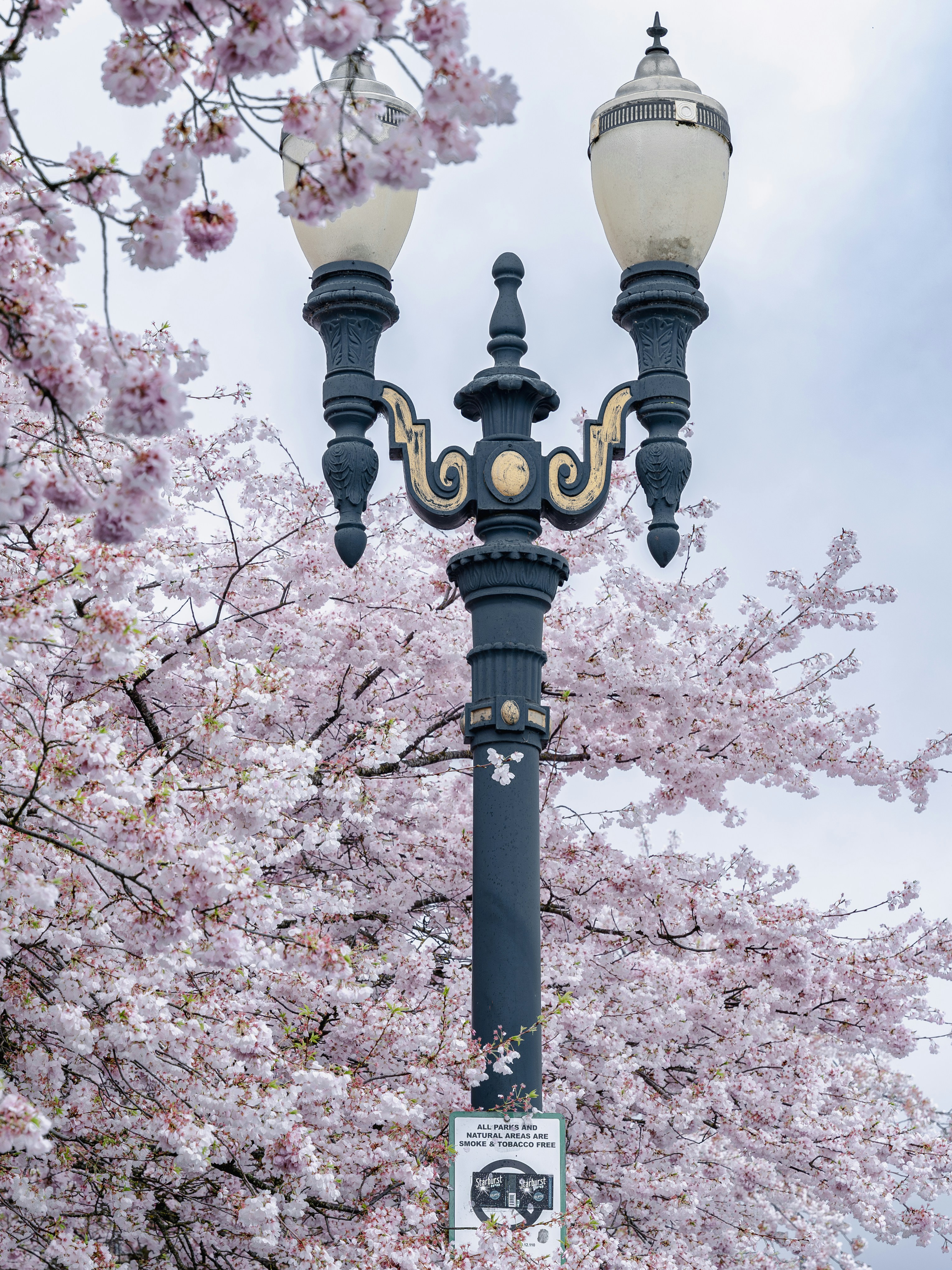 Ornate Lamppost Embraced by Cherry Blossoms