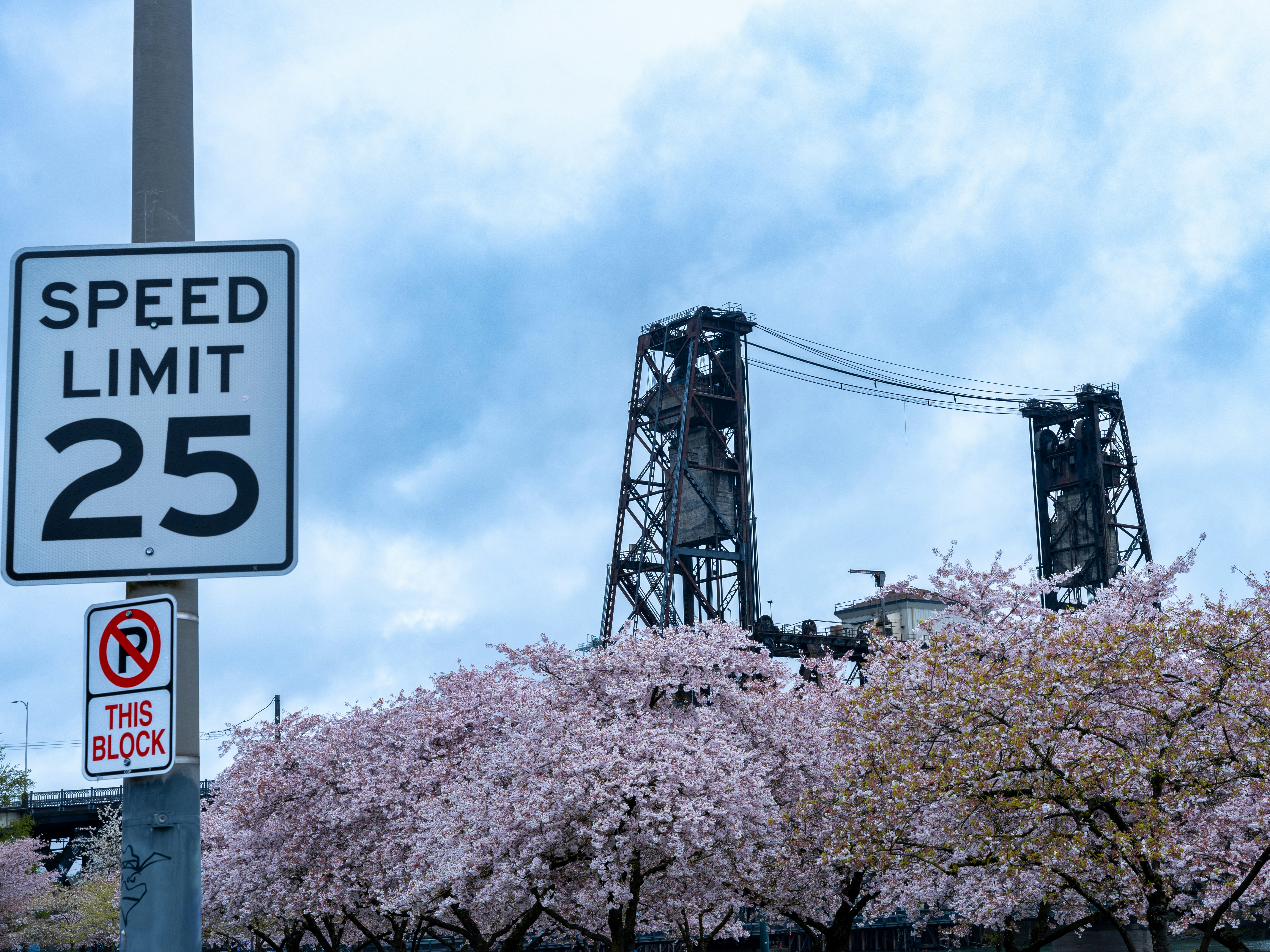 Blossoms Meet the Bridge: A Moment Under the Sign