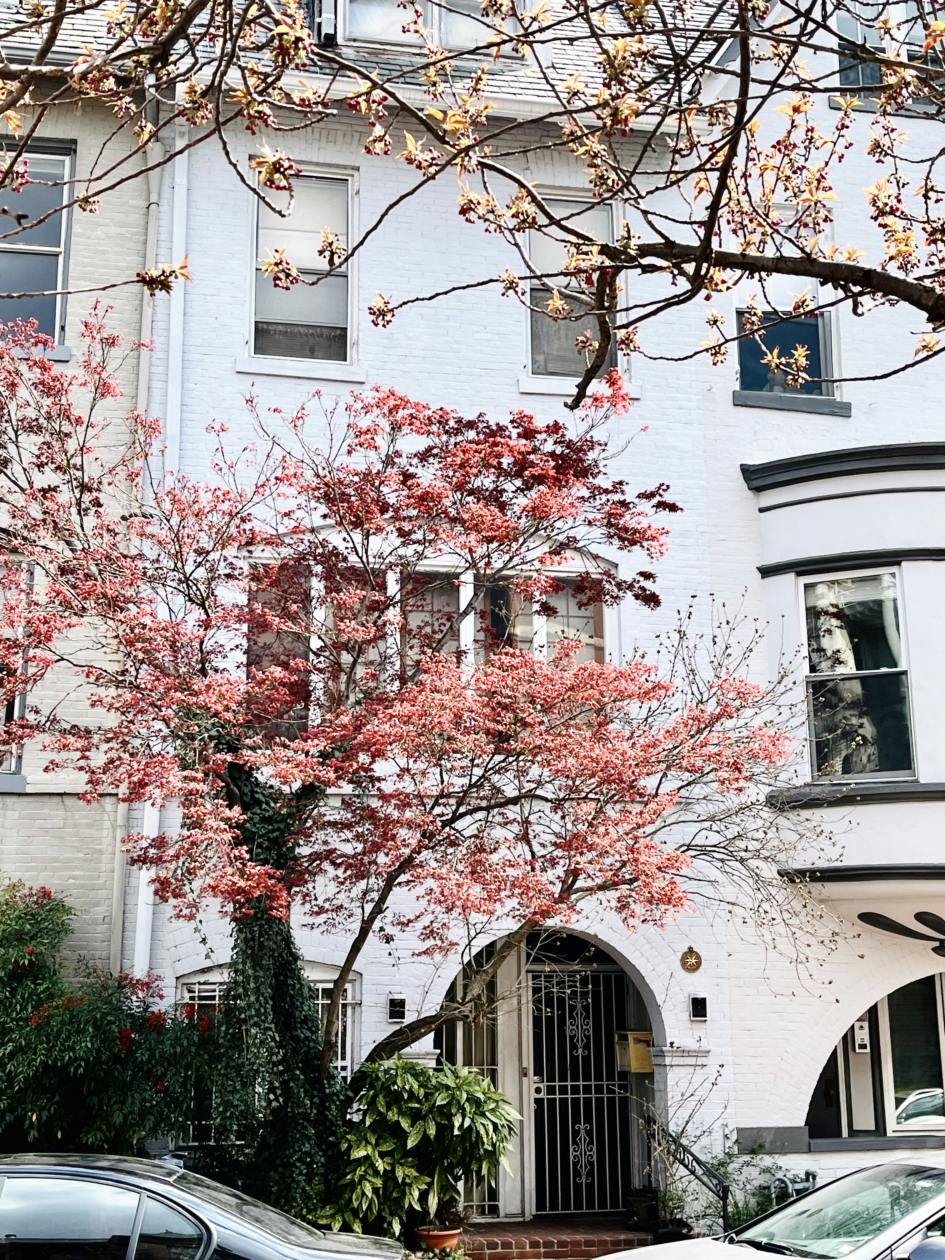 Urban Blossom Gate: Pink-Flowered Tree Framing a White Townhouse