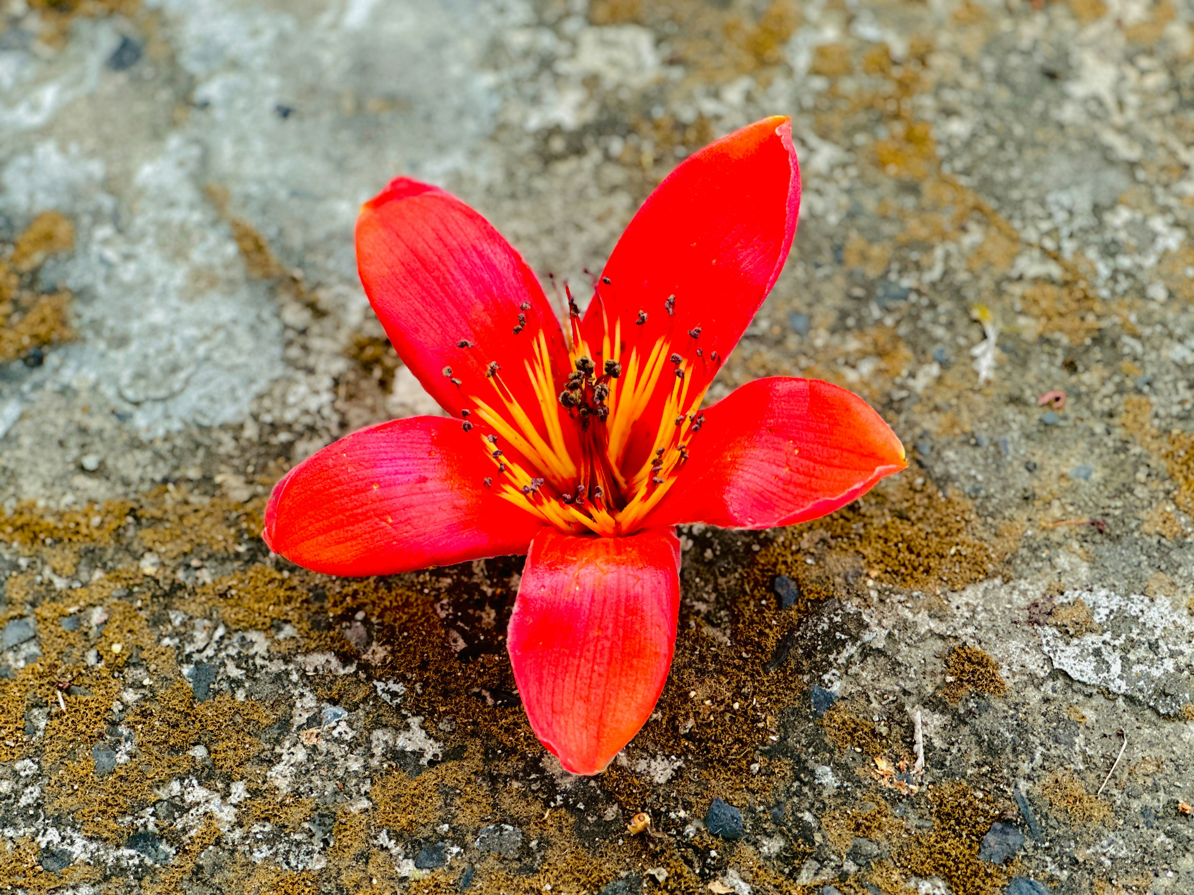 Crimson Bloom on Weathered Granite