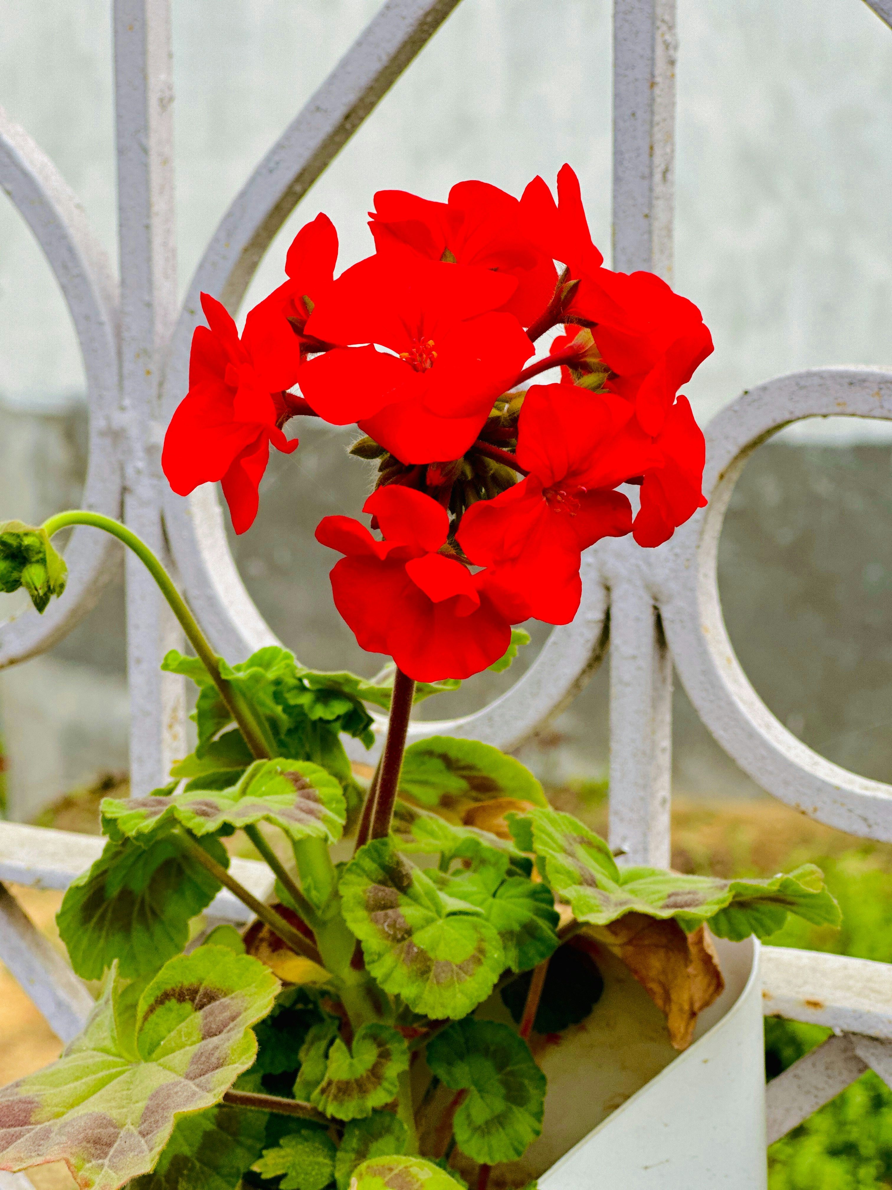 Red geranium in front of ornate railing