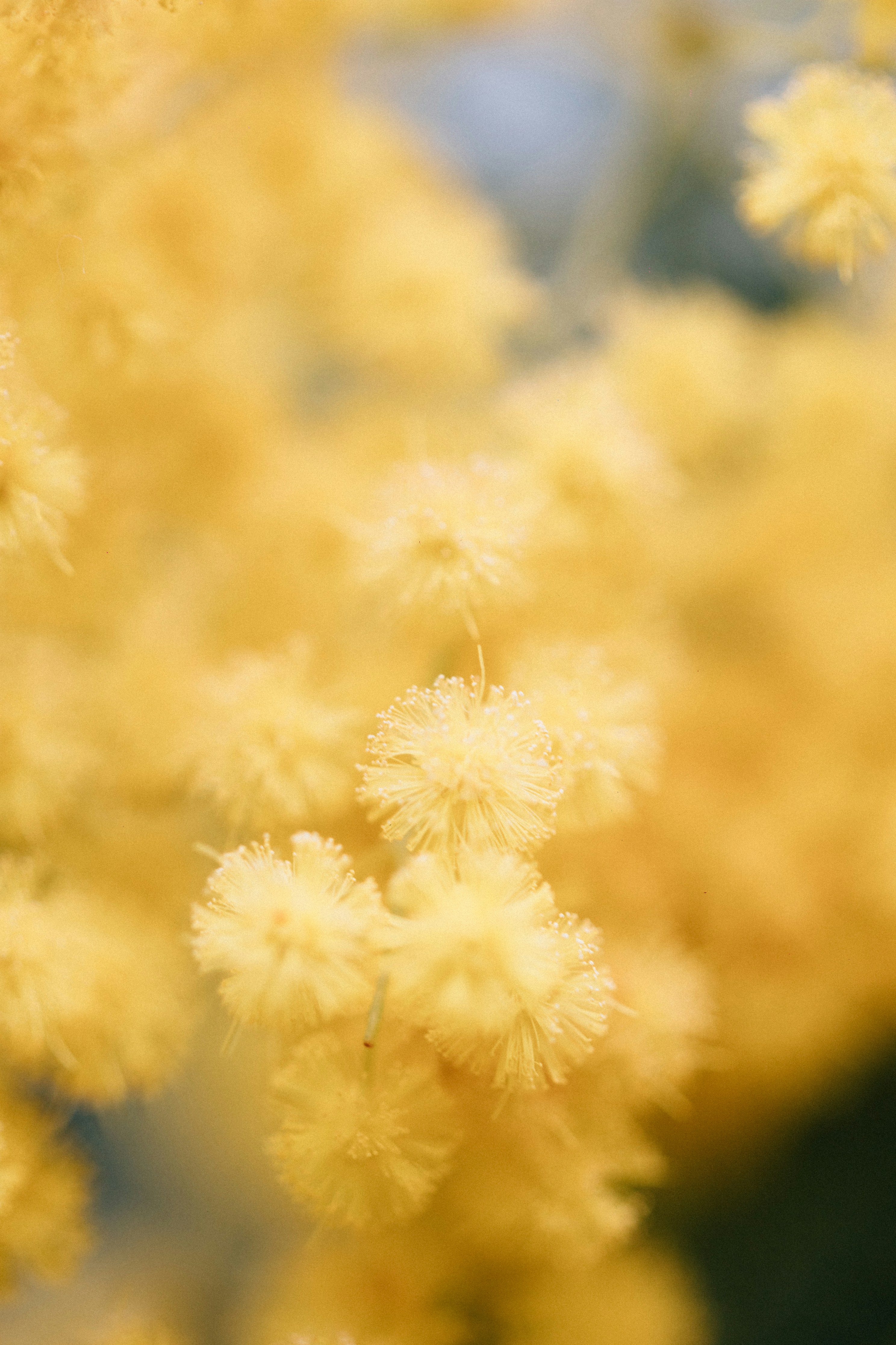 A close up of a bunch of yellow flowers photo – Free Nature Image on ...