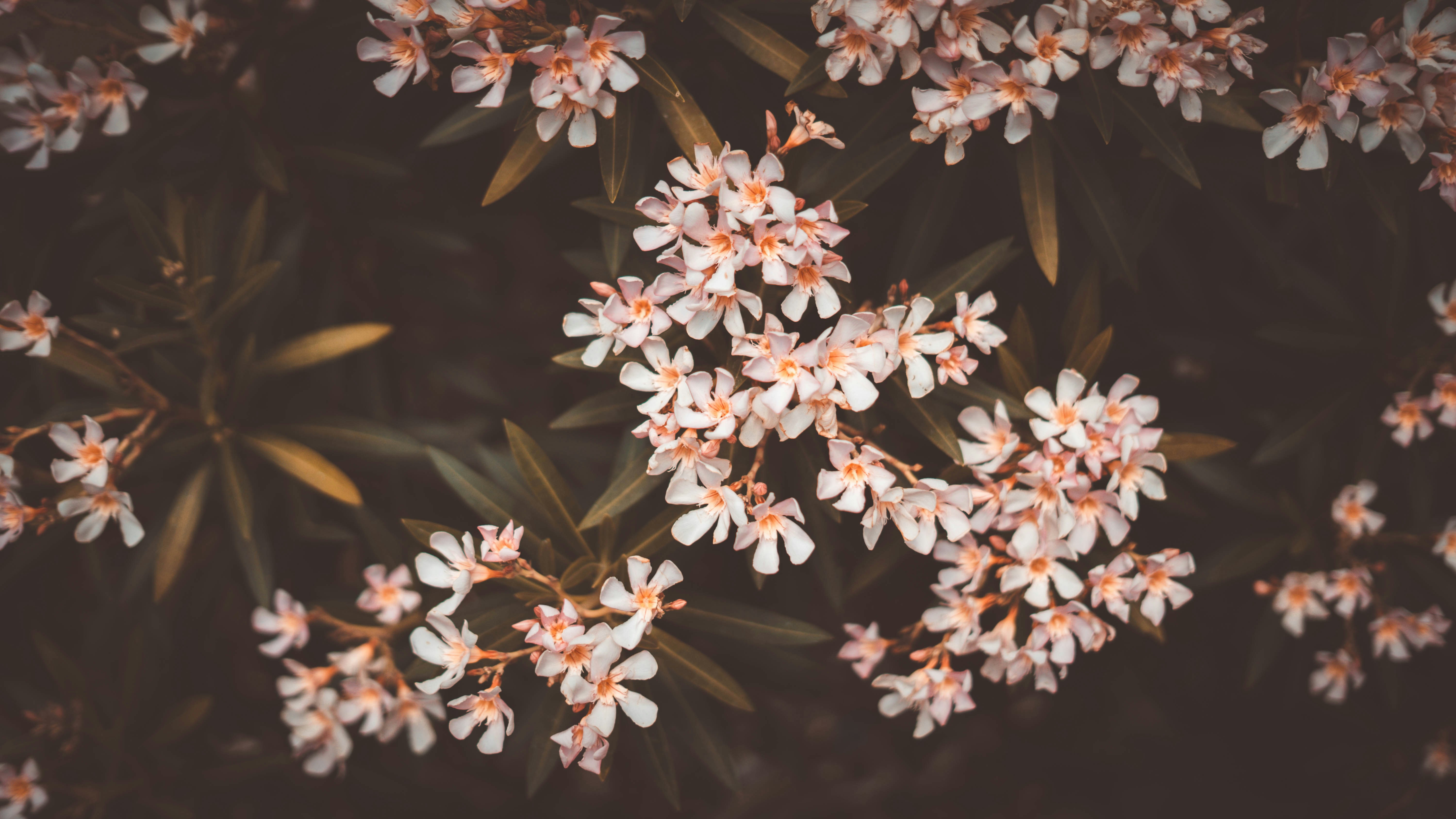 Twilight Bloom: Close-Up of Soft Pink Petals in Shadow