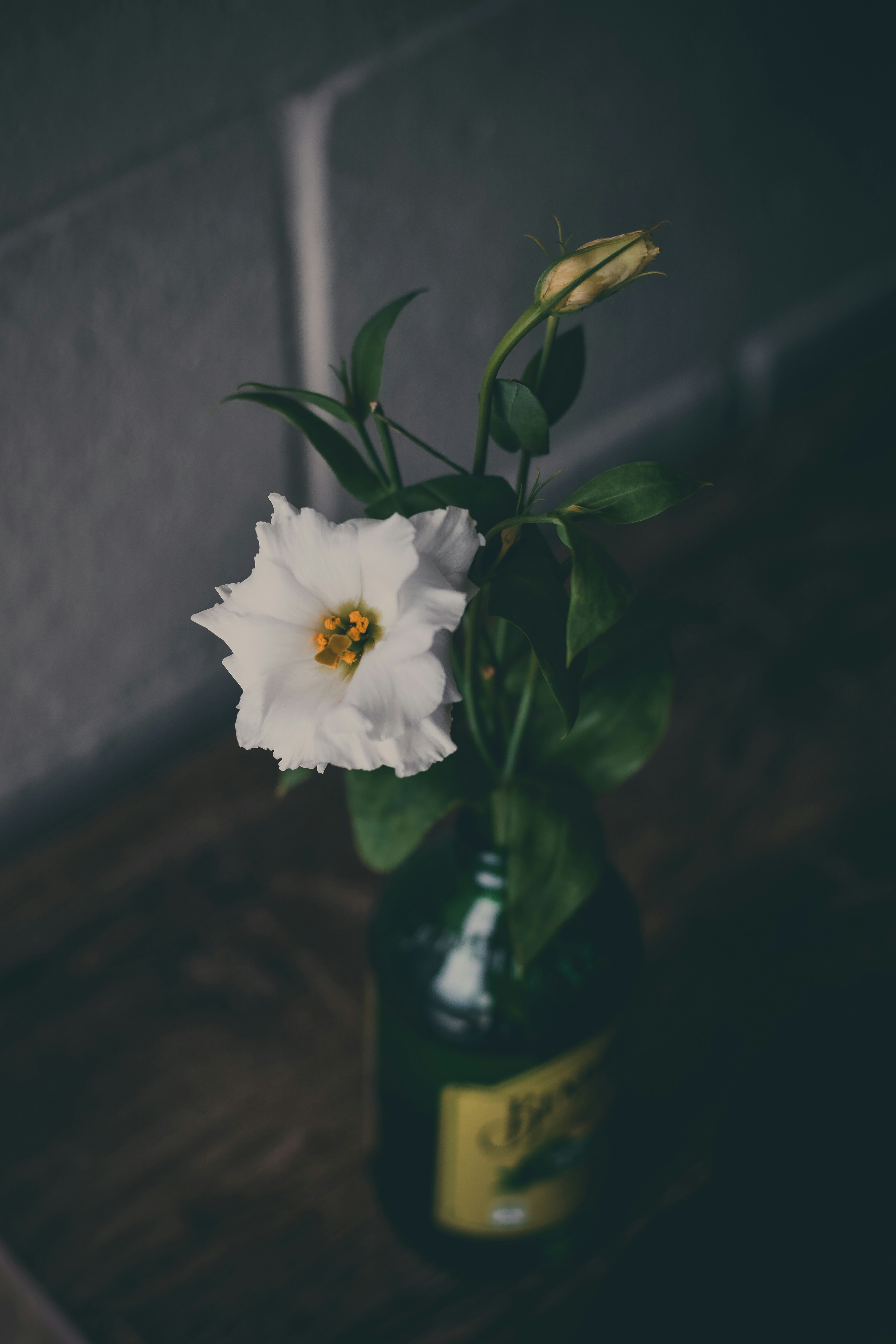 White Bloom in a Glass Bottle: A Quiet Moment on a Shadowed Table
