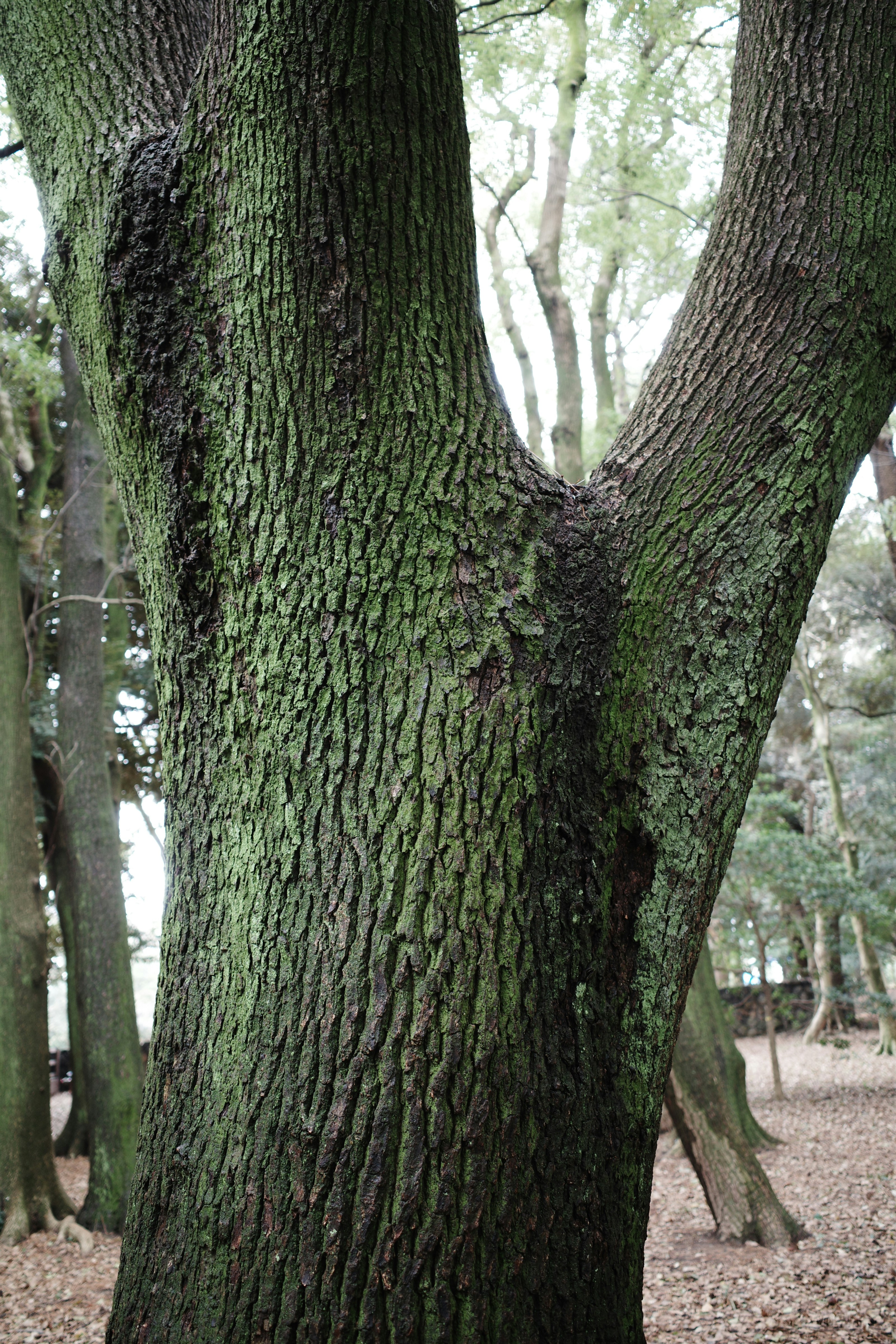 Converging Trunks in Moss: A Quiet Forest Portrait