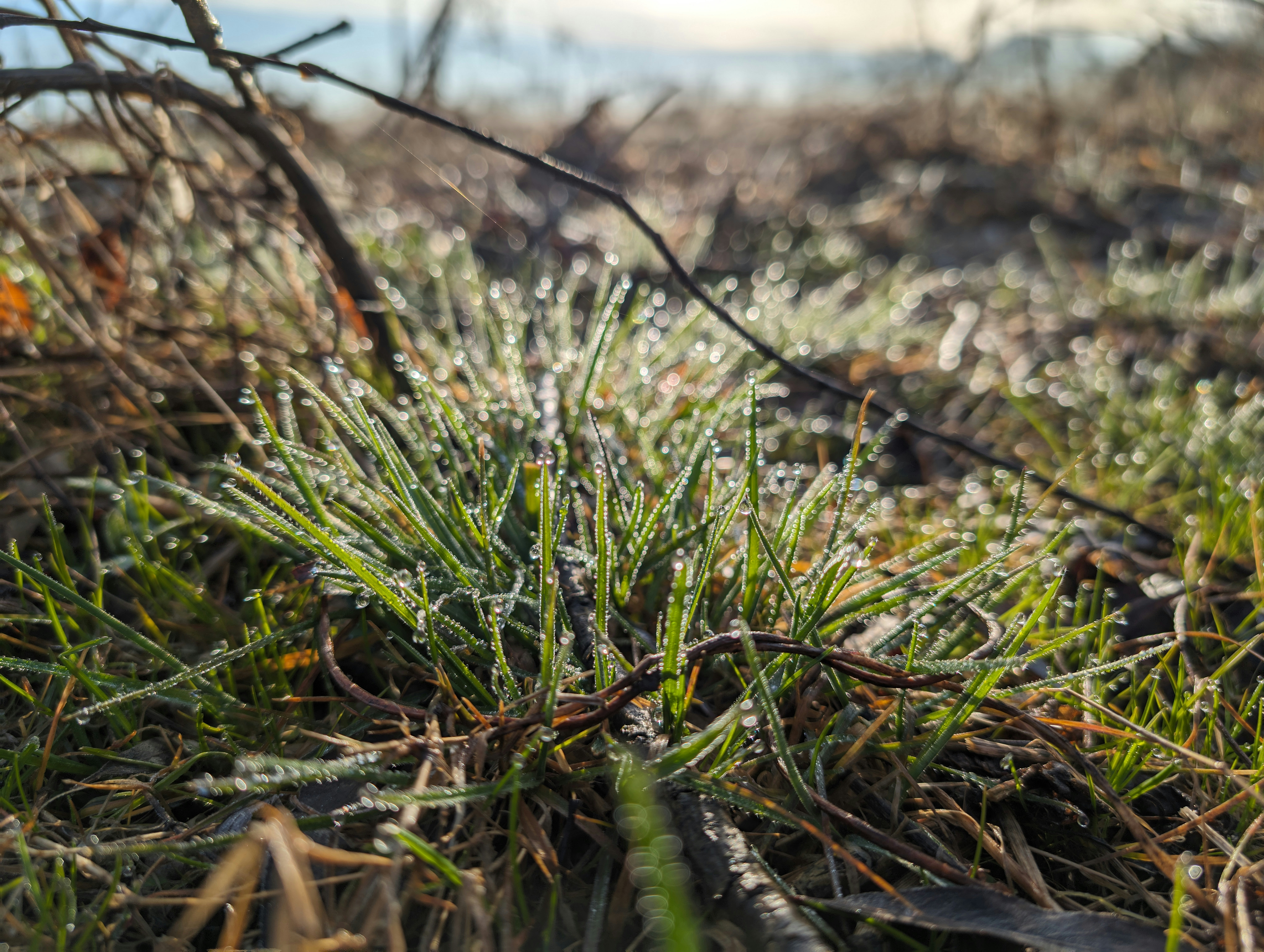 Dew-kissed Crown of Grass in Morning Light