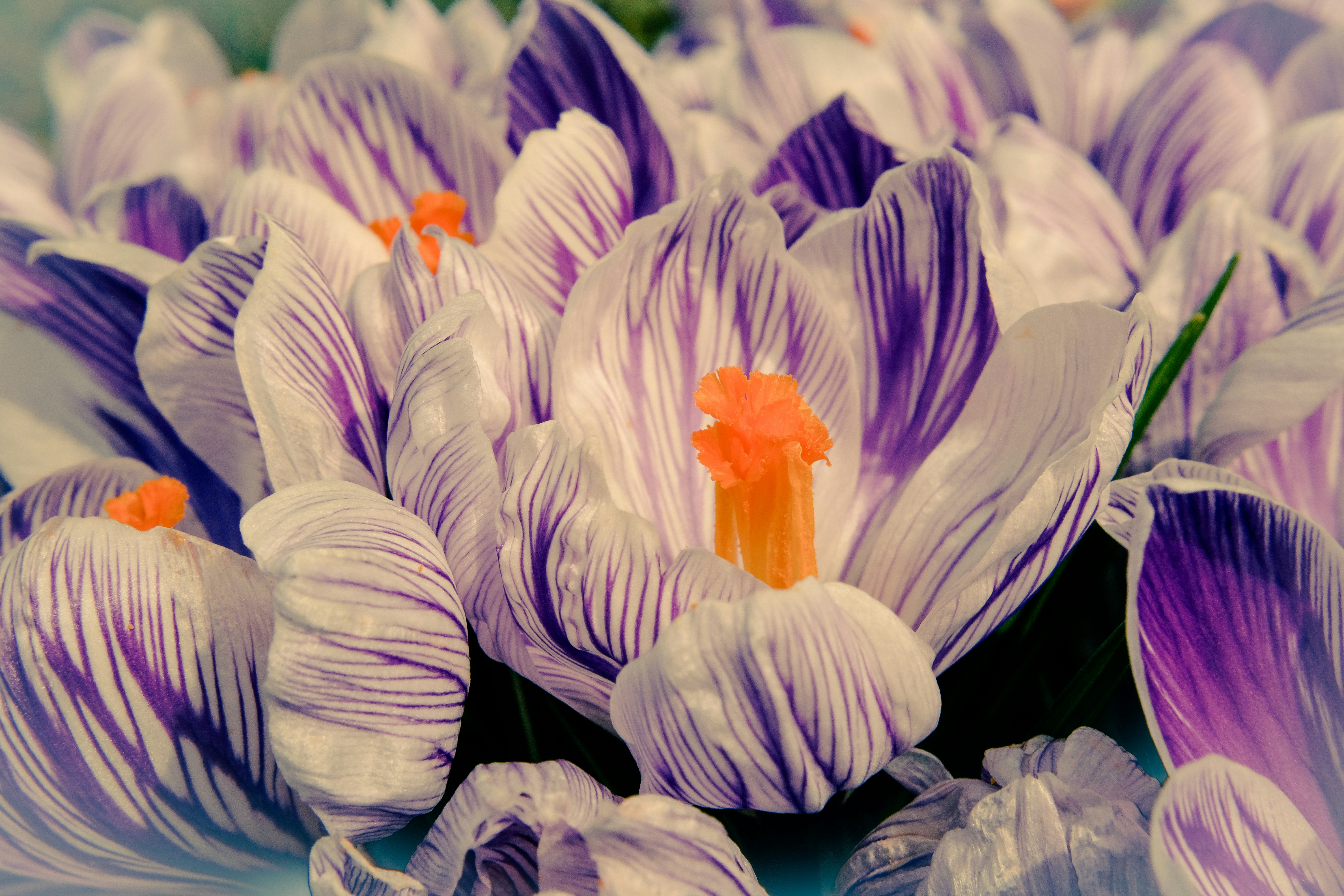 Violet-striped crocus blossoms with vivid orange anthers in a dense bloom