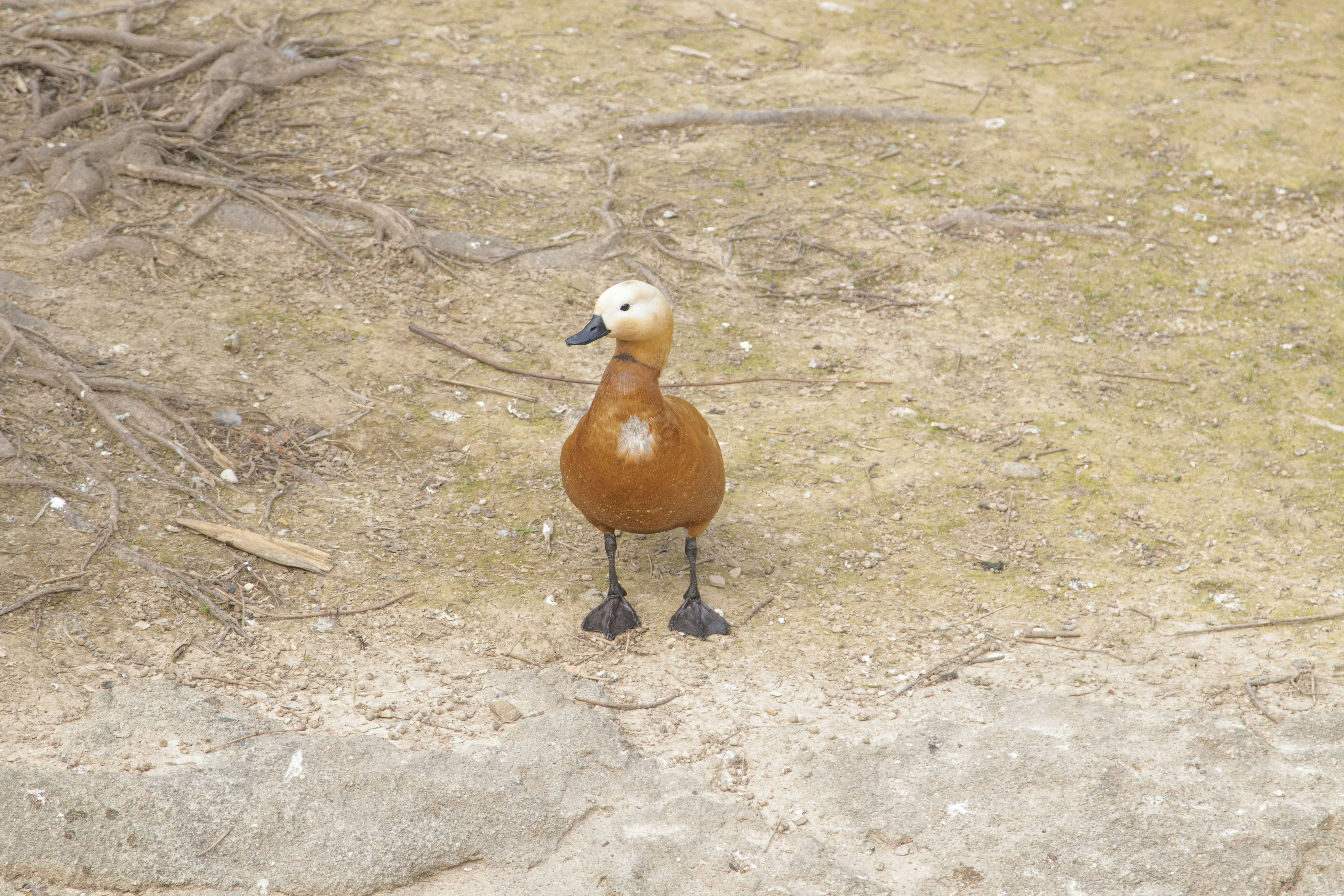 Brown and white bird standing on a dirt field with sparse vegetation.