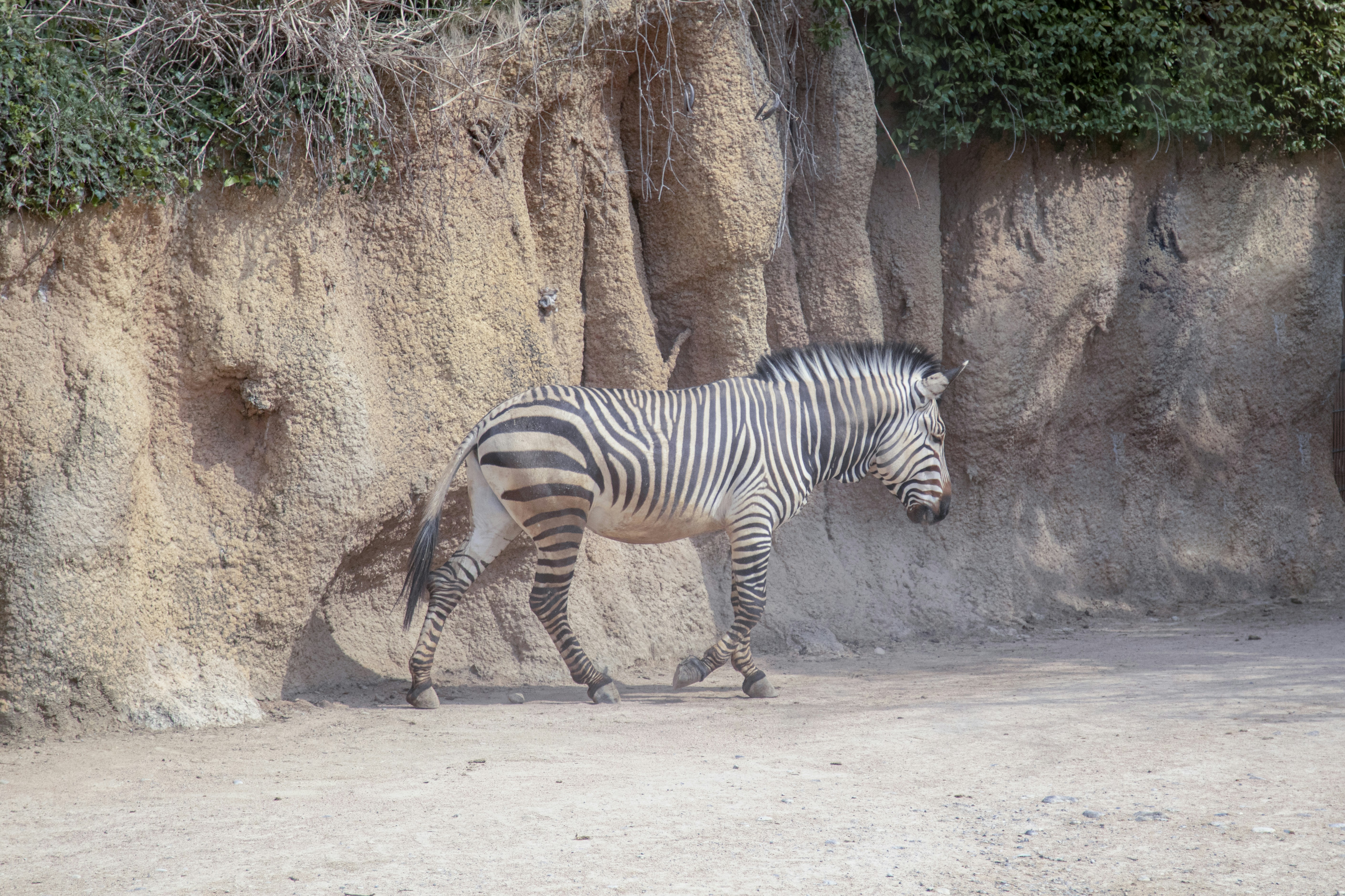 14 Fascinating Facts About Zebras and Their Stripes - Animals Around ...