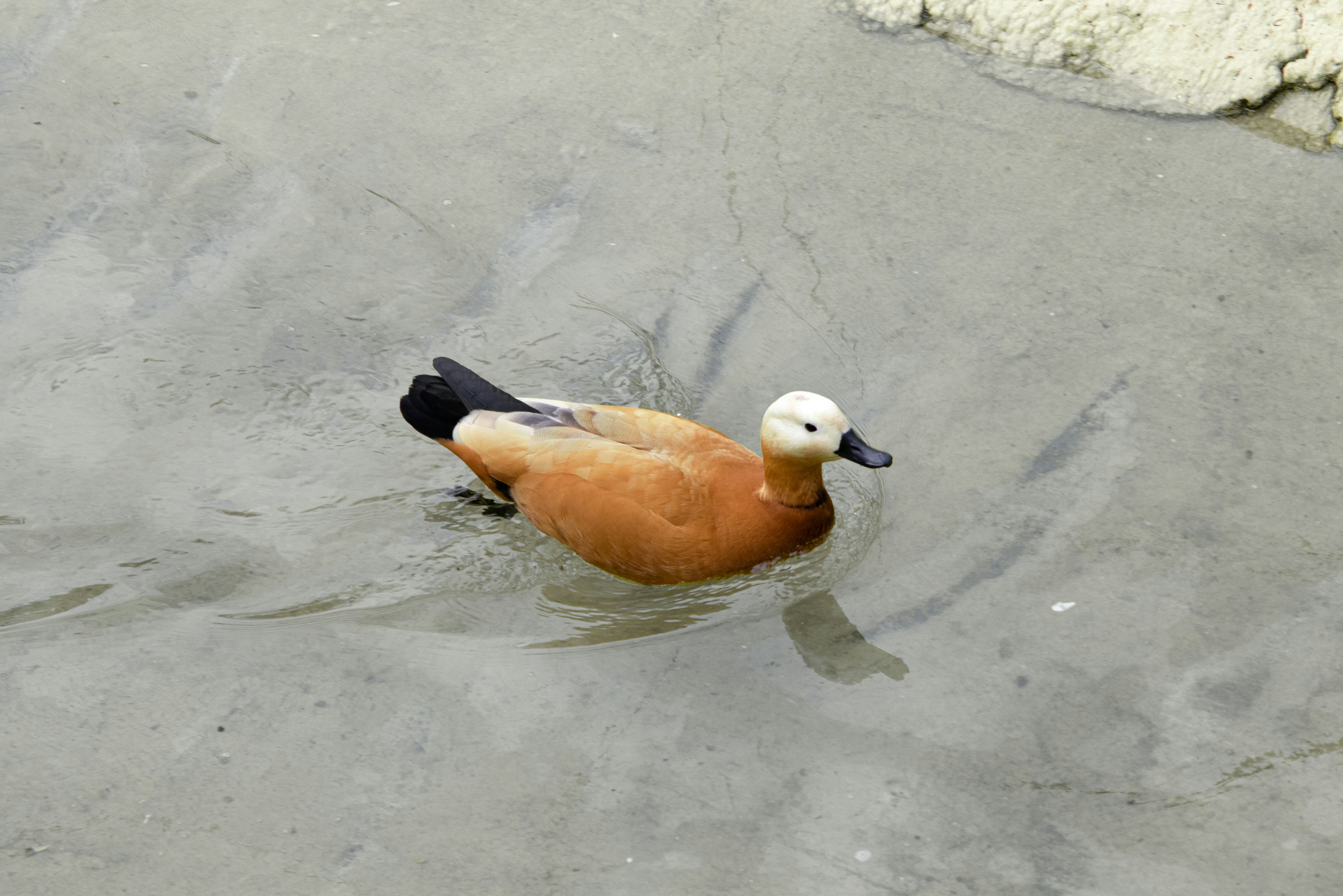 A duck floating in a body of water photo – Free Parco faunistico le ...