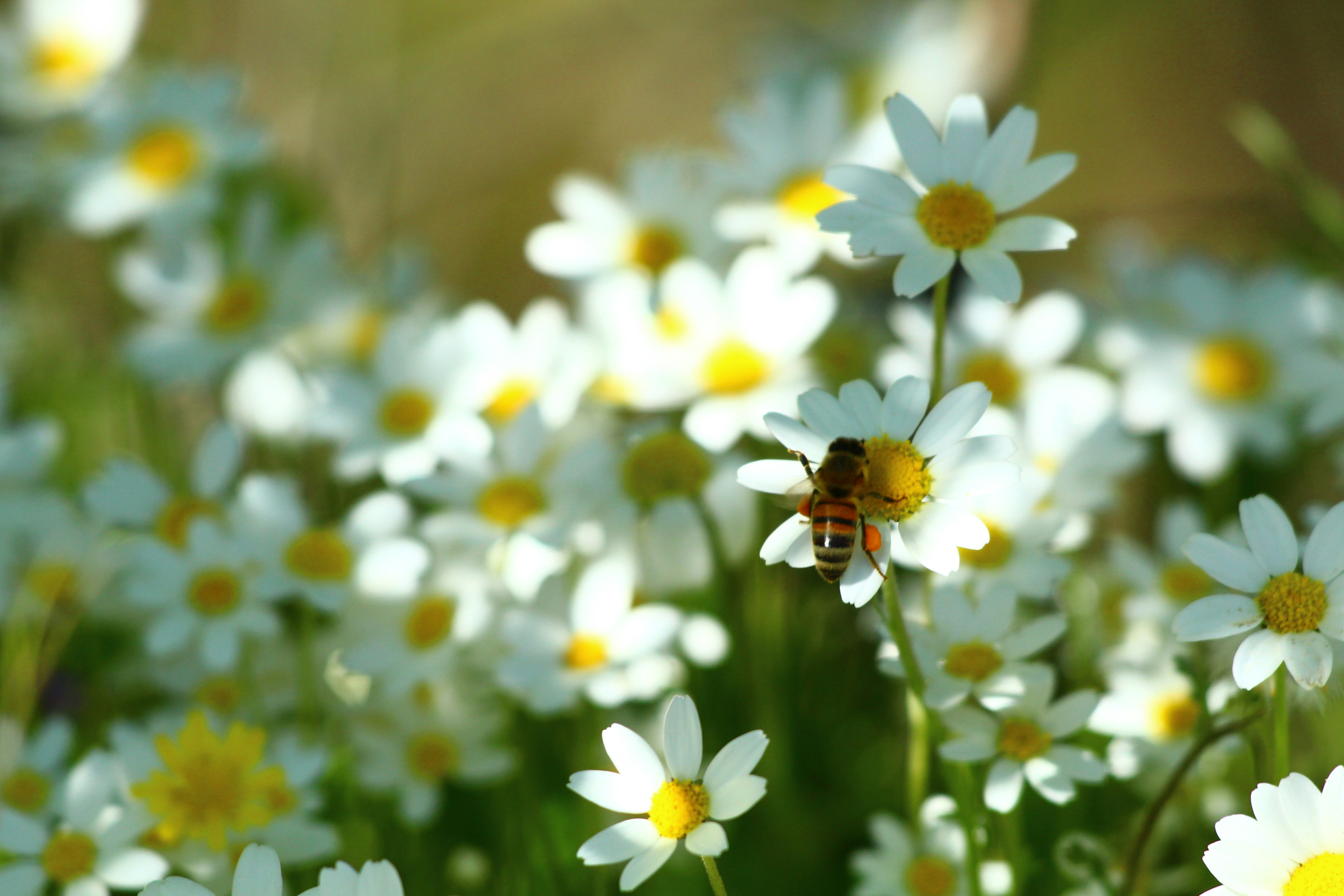 Bee Among White Daisies: A Sunlit Micro-Encounter in a Spring Meadow
