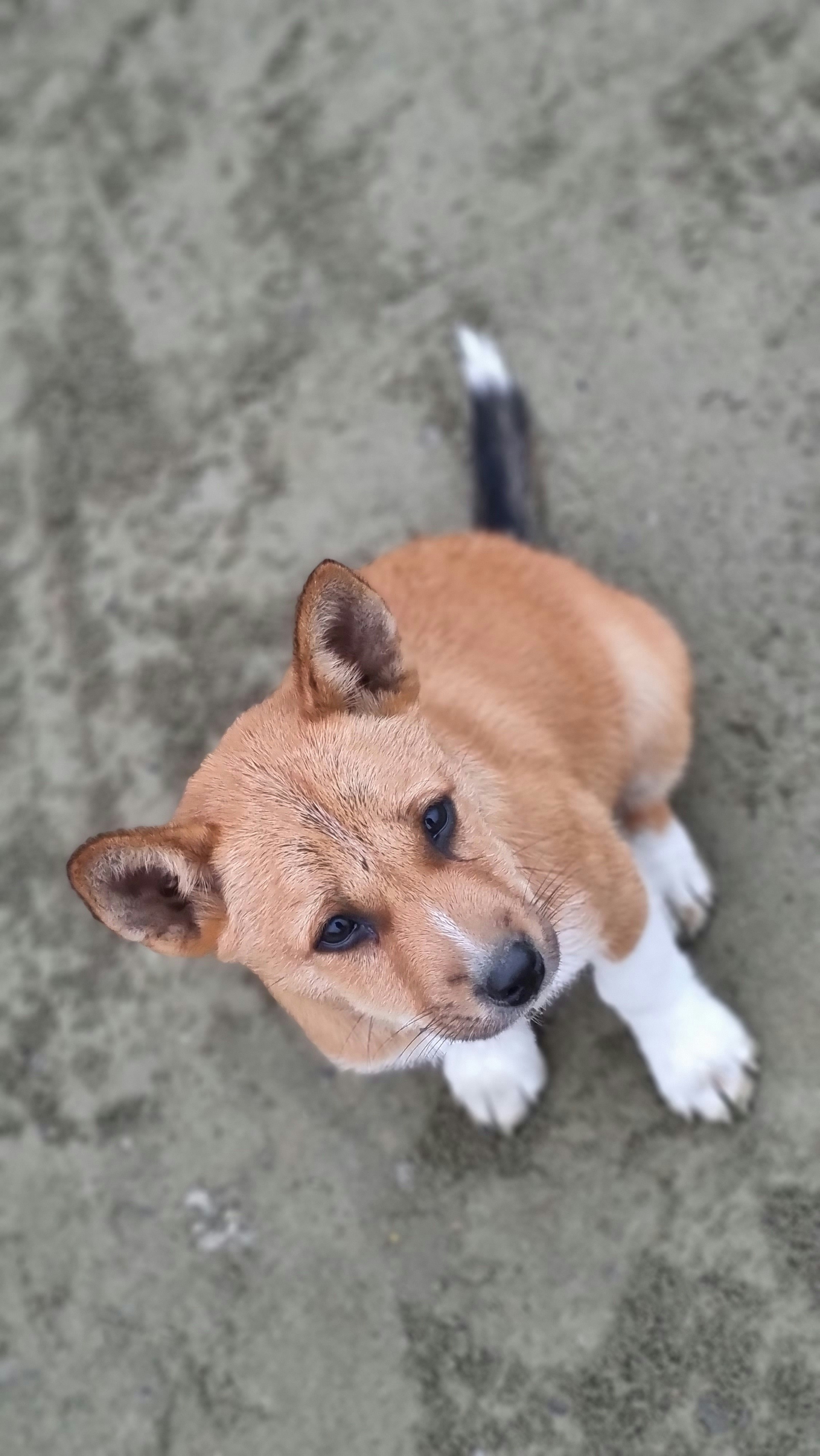 Upward Gaze on Concrete: A Curious Pup