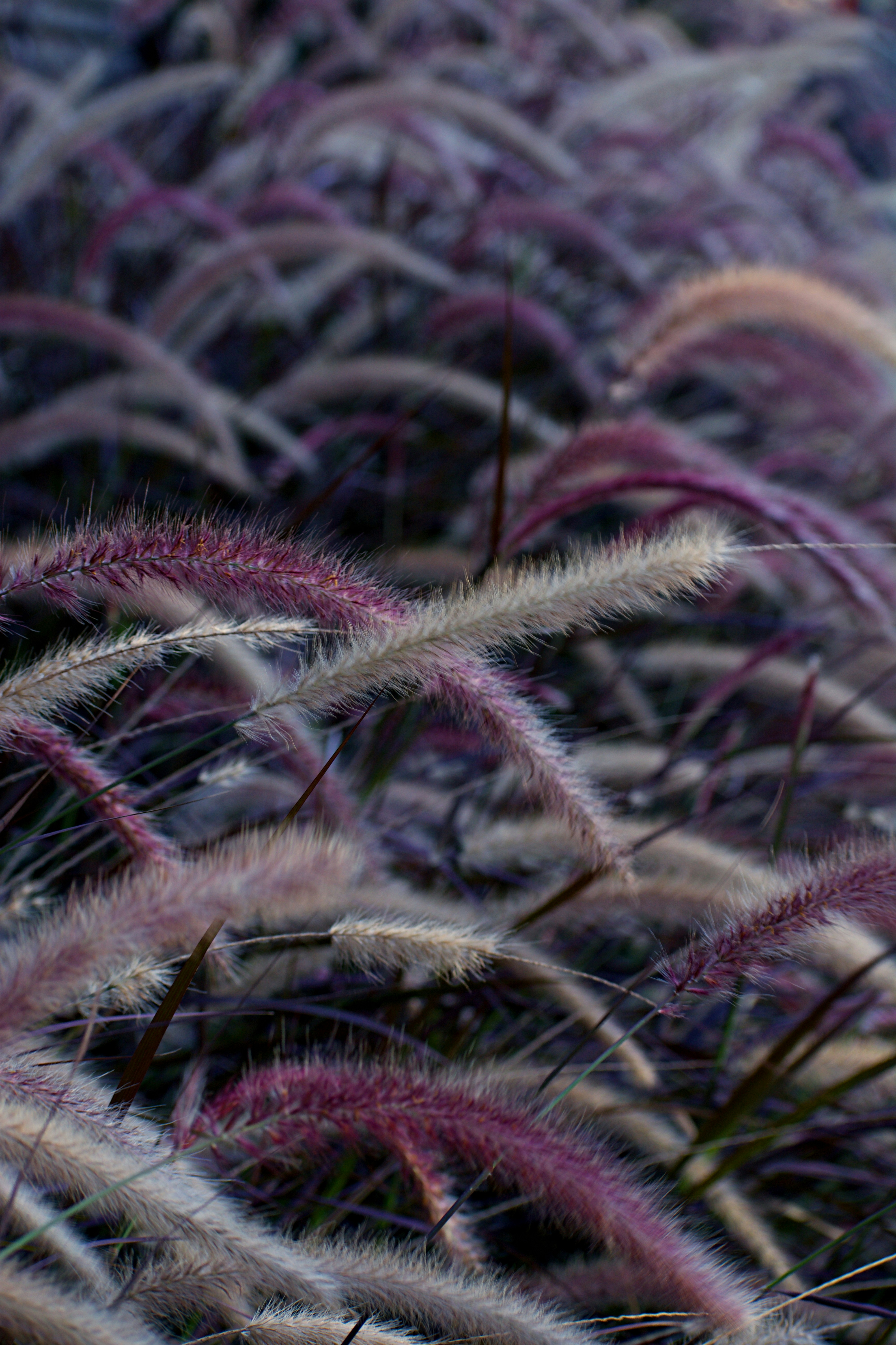 Velvet Foxtails in Twilight: A Close-Up of Purple-Tipped Grasses