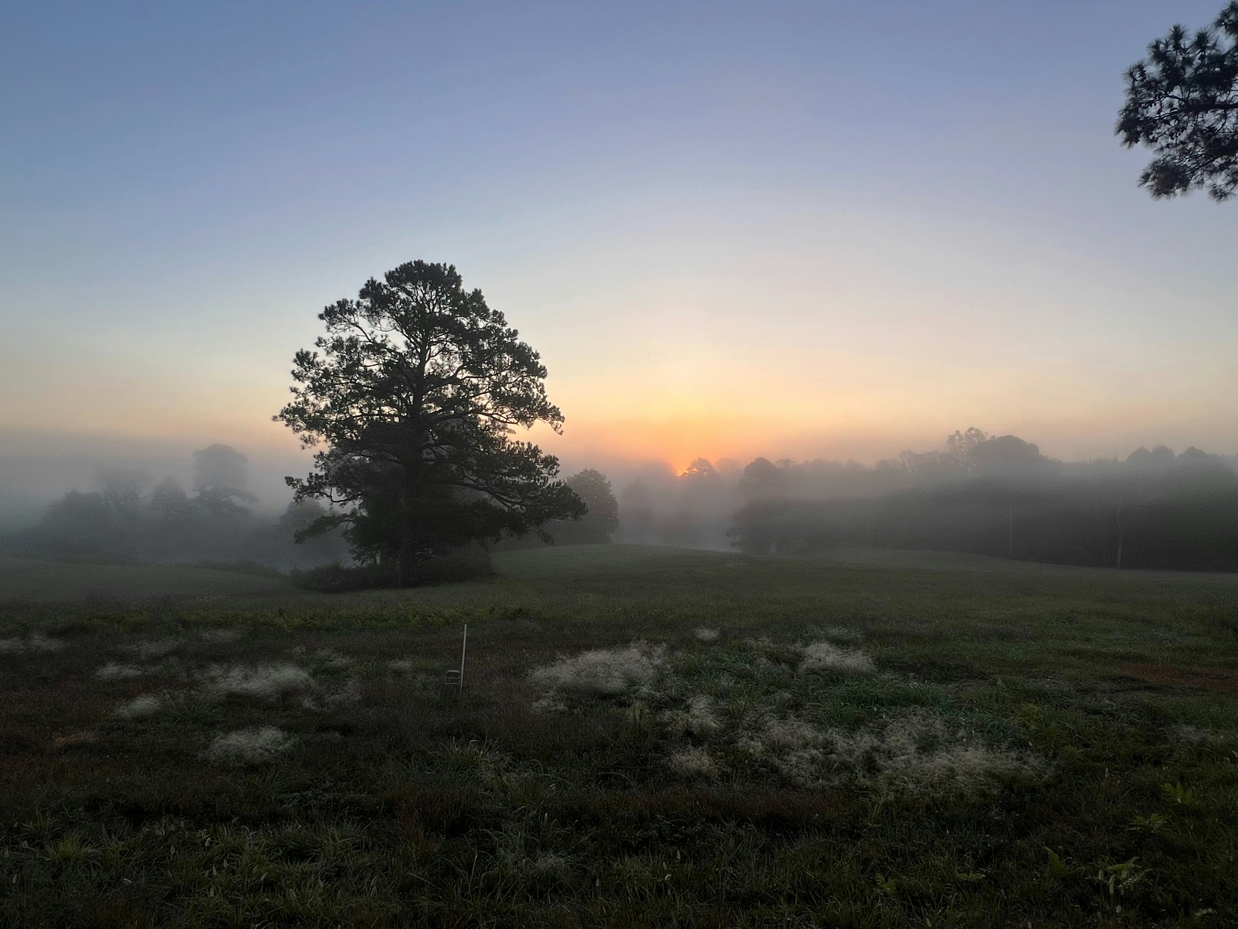Dawn Veil Over the Lone Tree in Misty Meadow