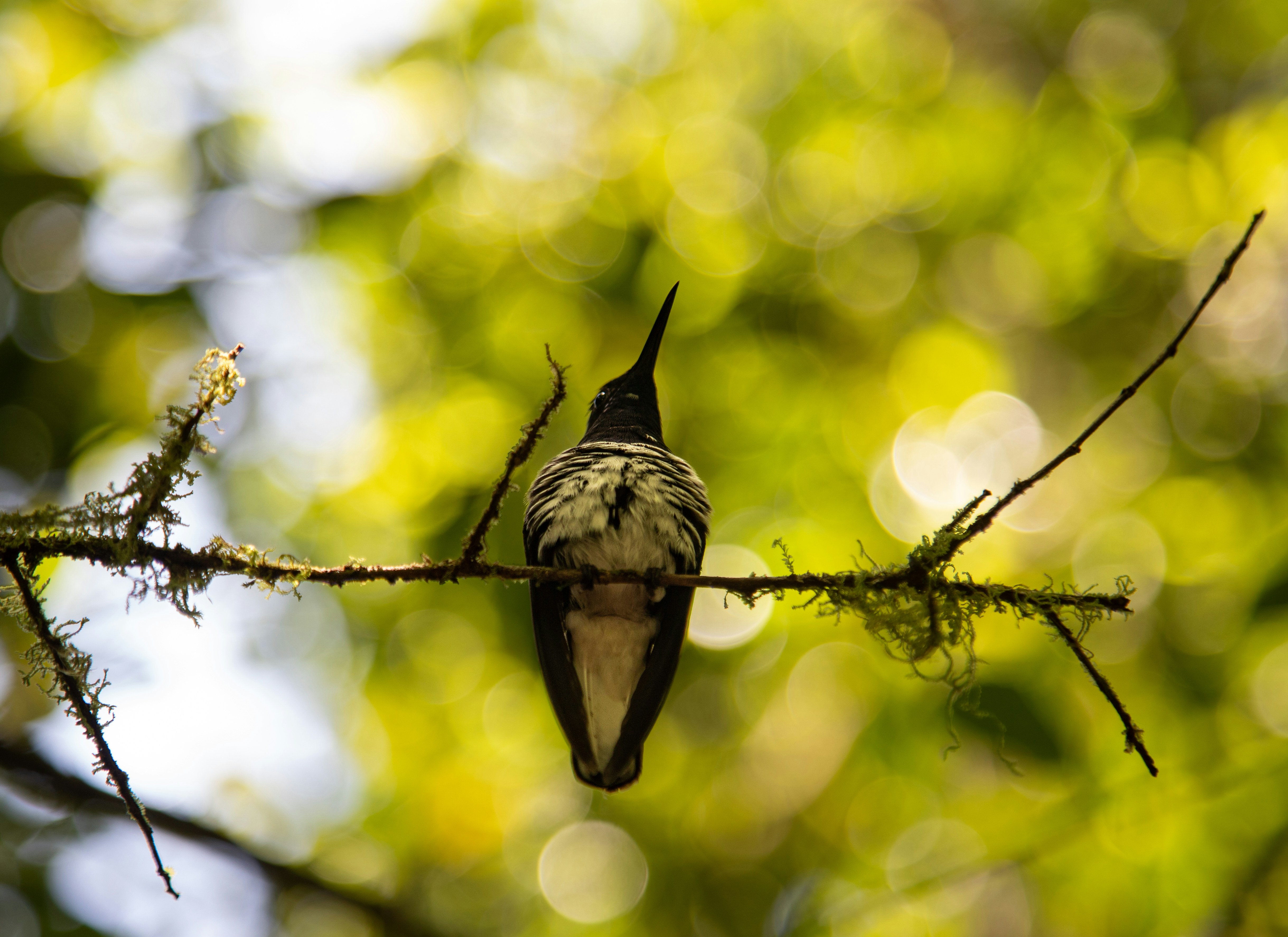 Backlit Perch: A Small Songbird Framed by a Neon Green Canopy