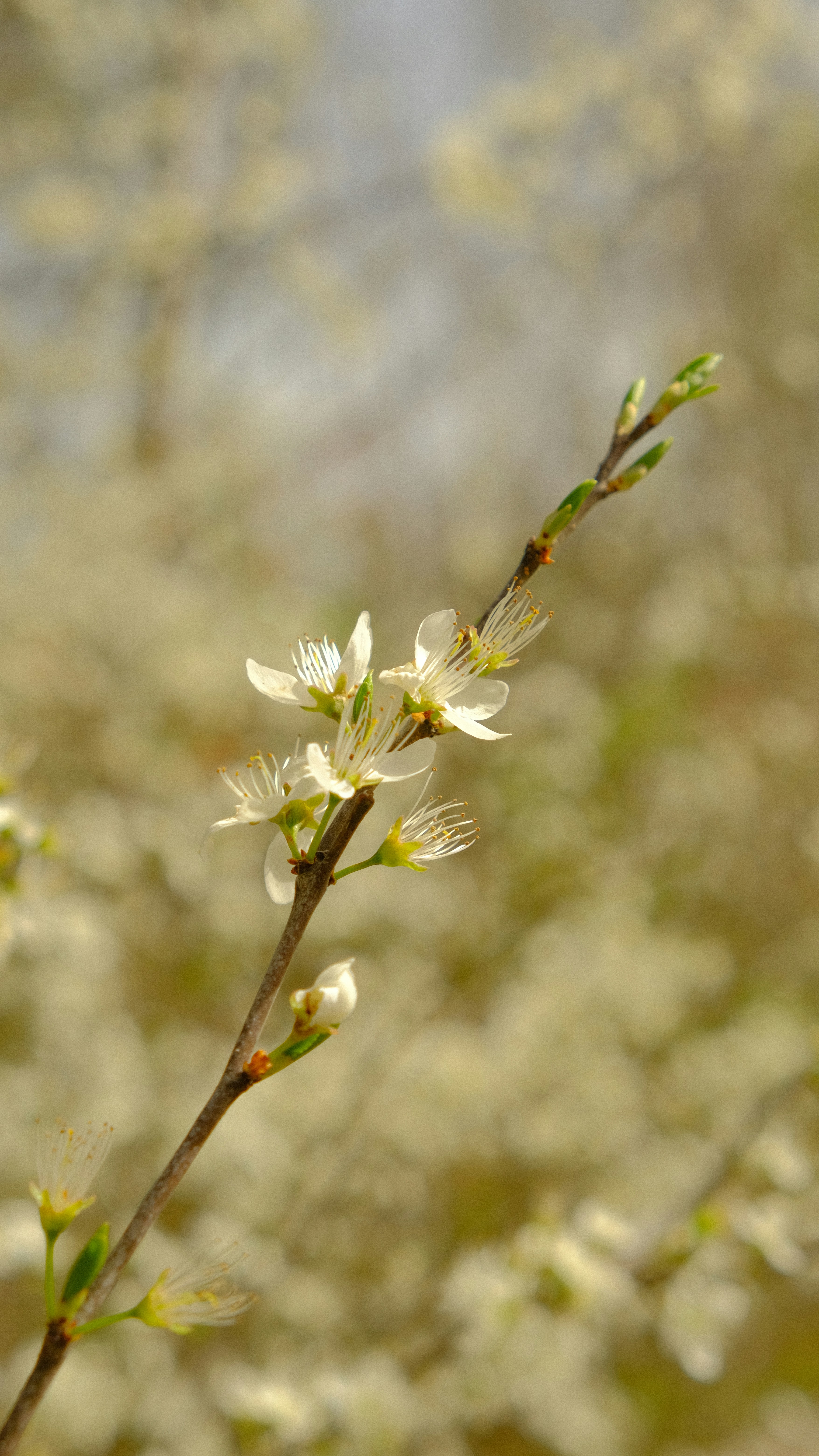 Spring's Needlepoint Bloom: White Blossoms on a Diagonal Branch