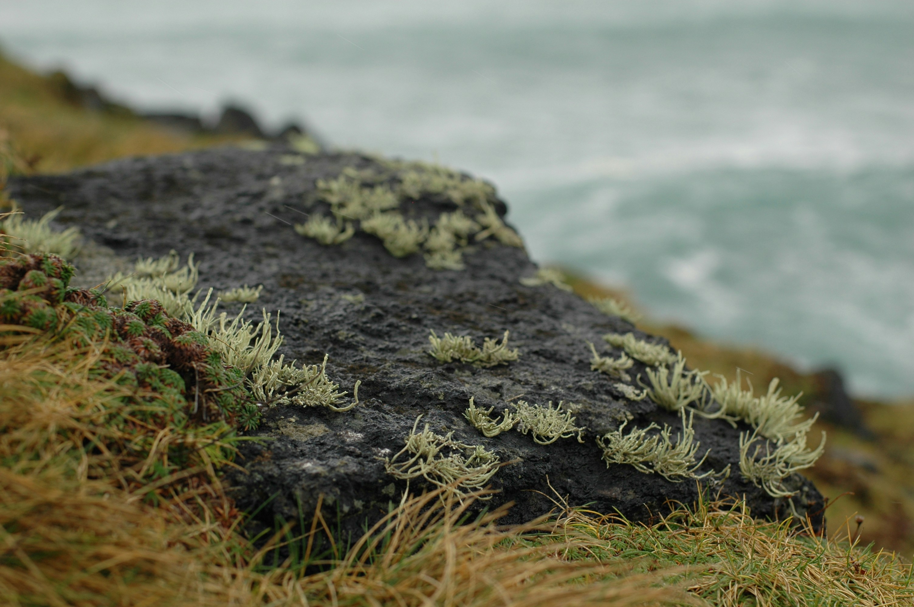 Lichen-veined Rock at the Edge of a Wind-Swept Coast