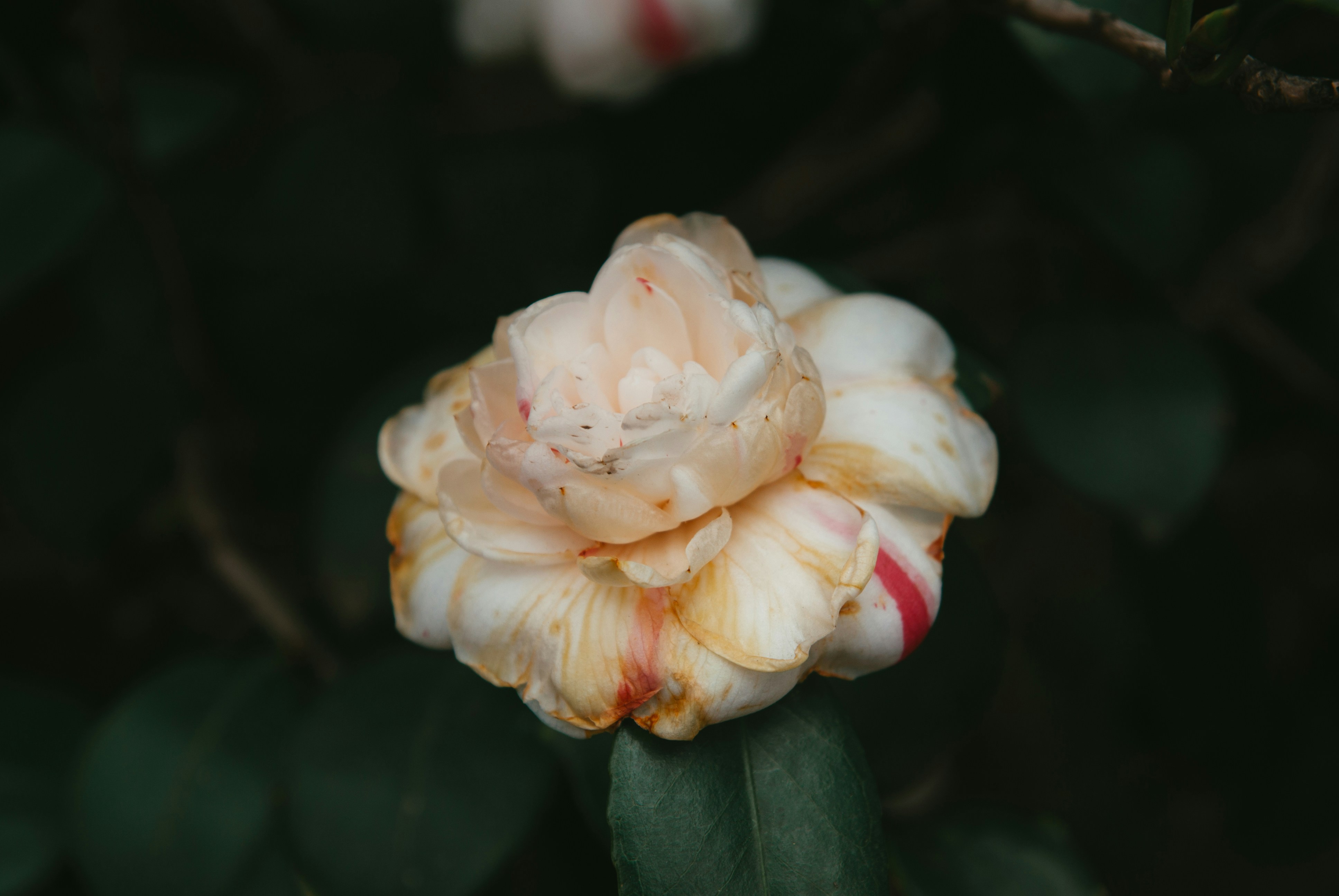 Muted Cream Rose: Petals Unfold in Soft Shade