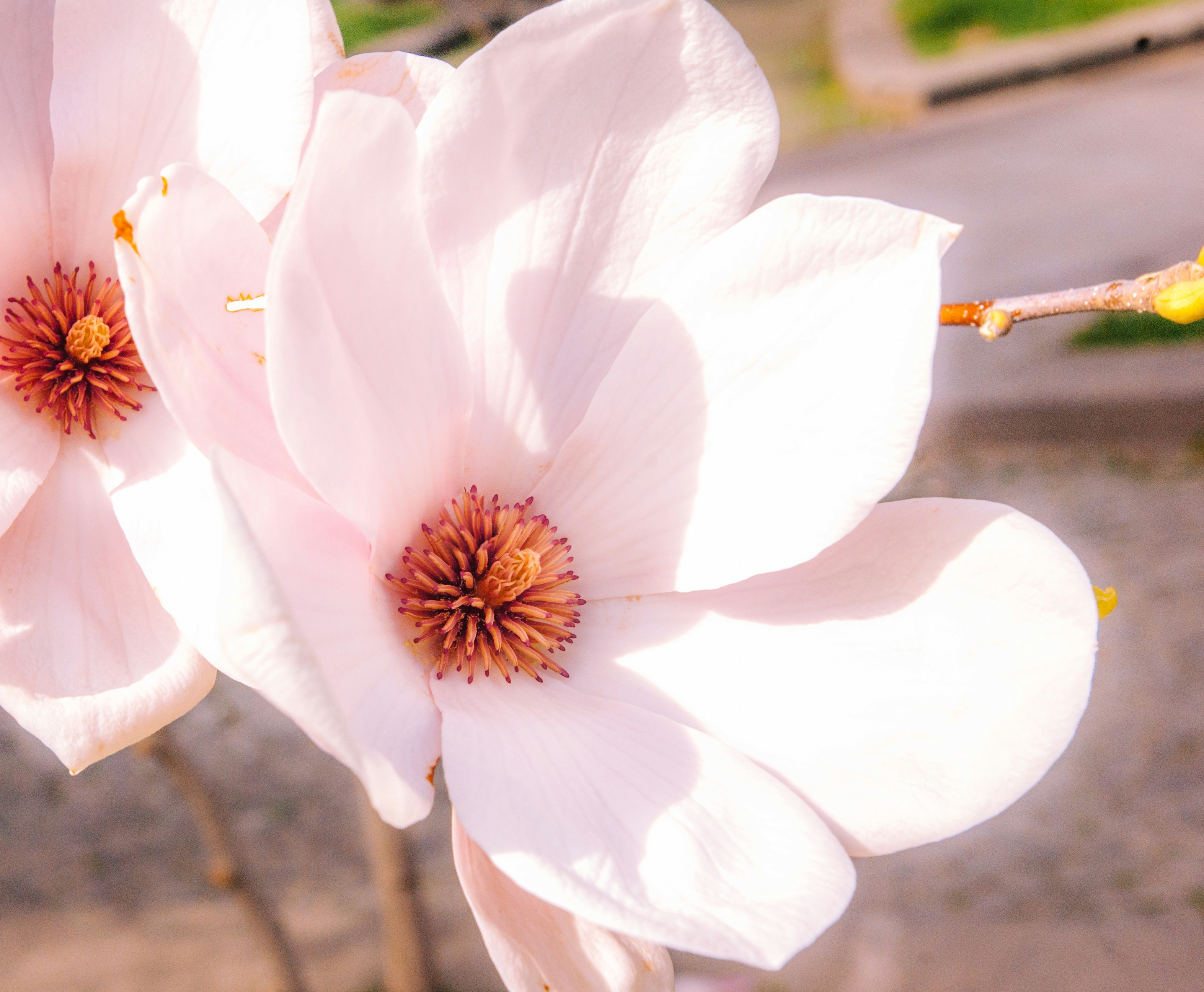 Close-Up Magnolia: Soft Pink Petals Catch the Warm Morning Light