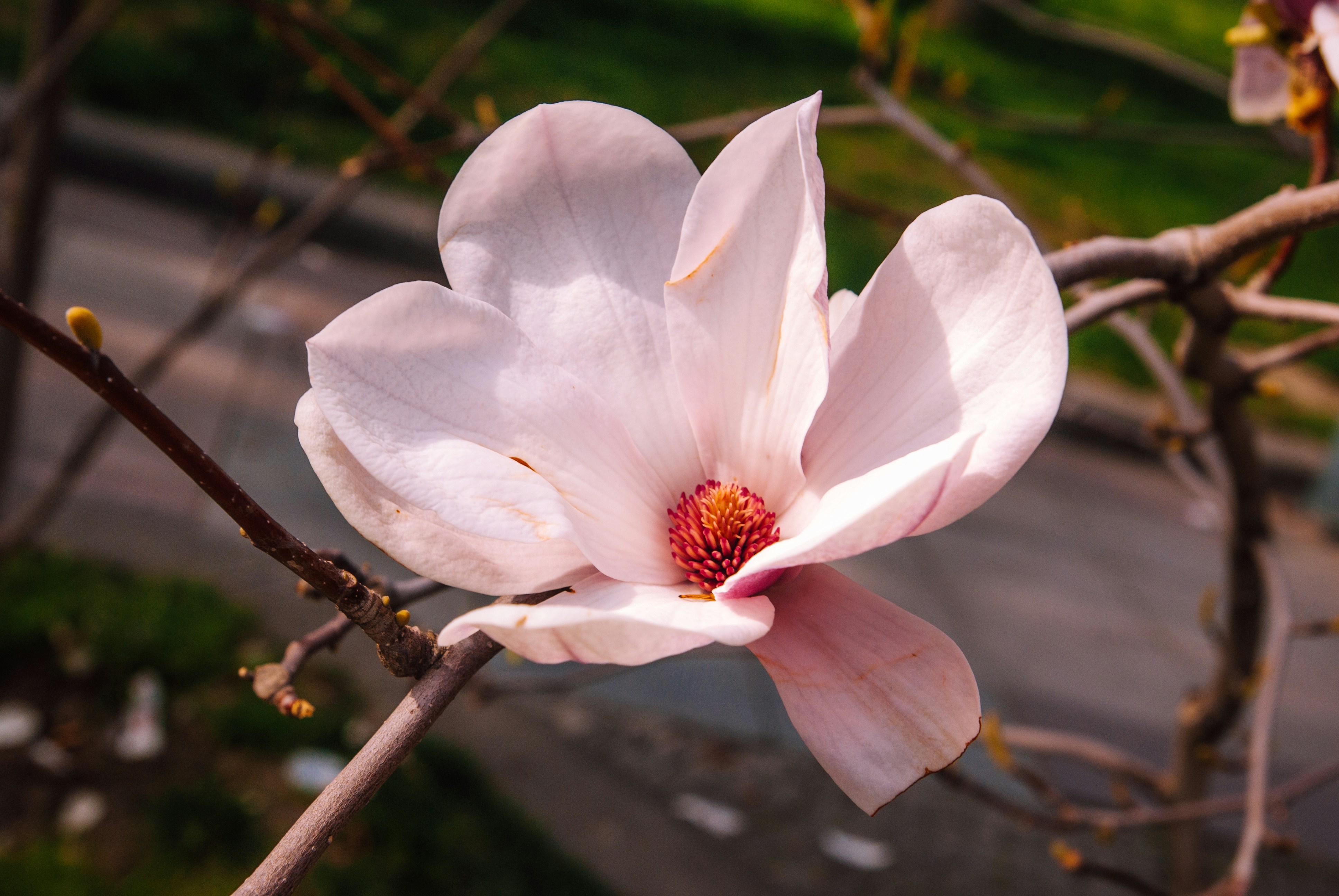 Delicate Magnolia Bloom Framed by a Suburban Street