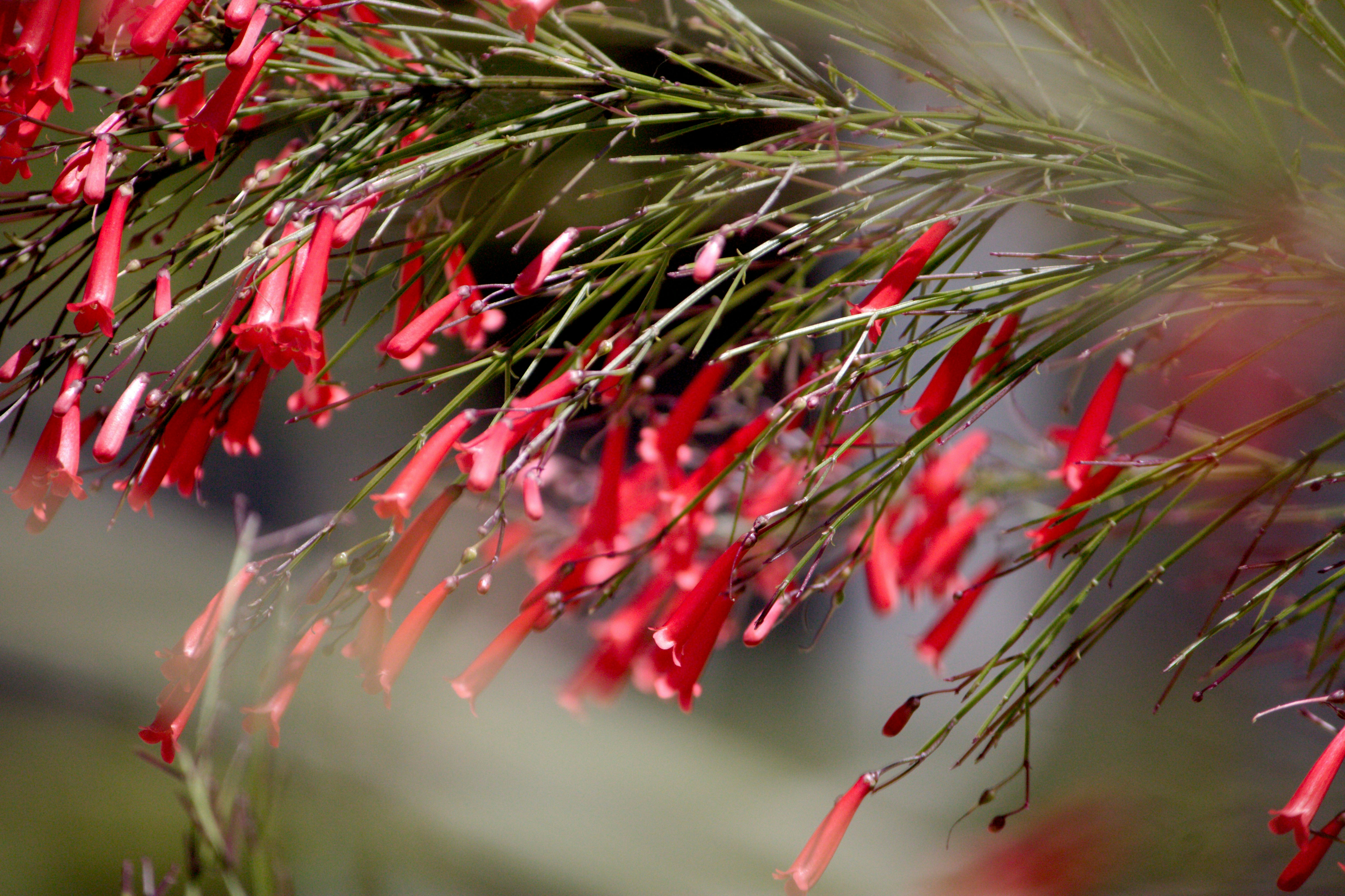 Red Flame in a Green Web: Delicate Hues of Blooming Earrings