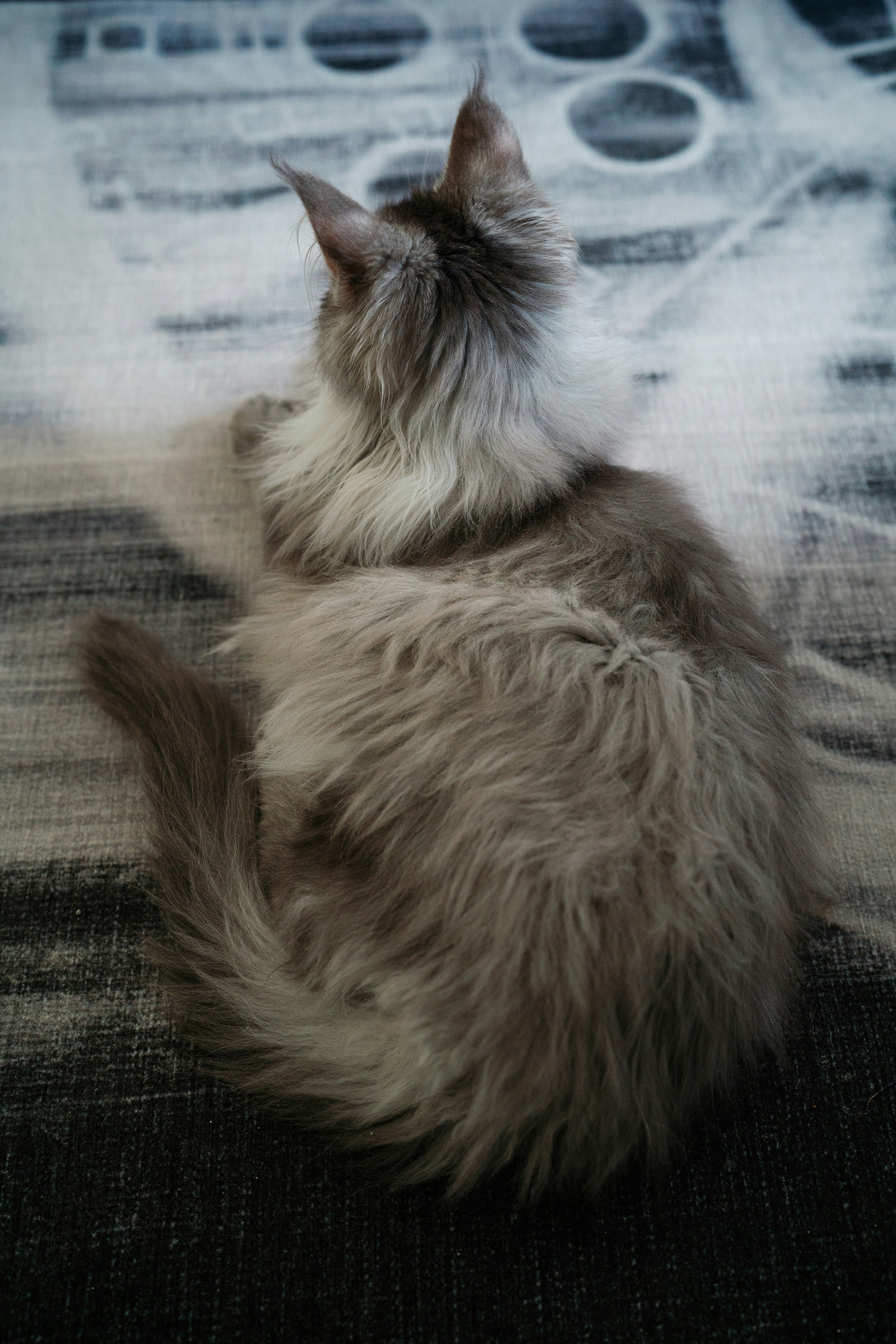 Un gato esponjoso sentado encima de una cama foto – Imagen de Gato ...