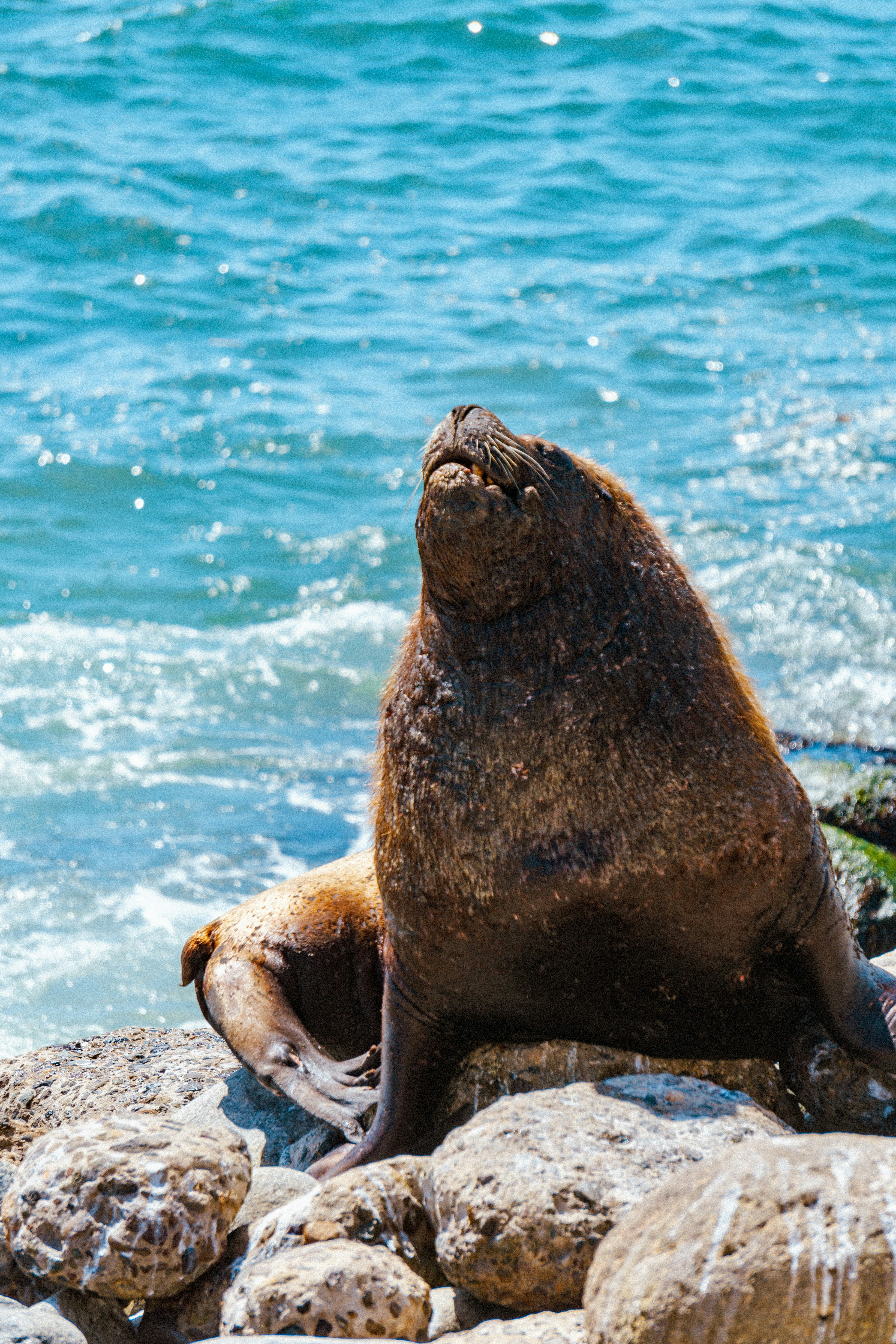 Foto Una foca sentada en una roca junto al océano – Imagen Chile gratis ...