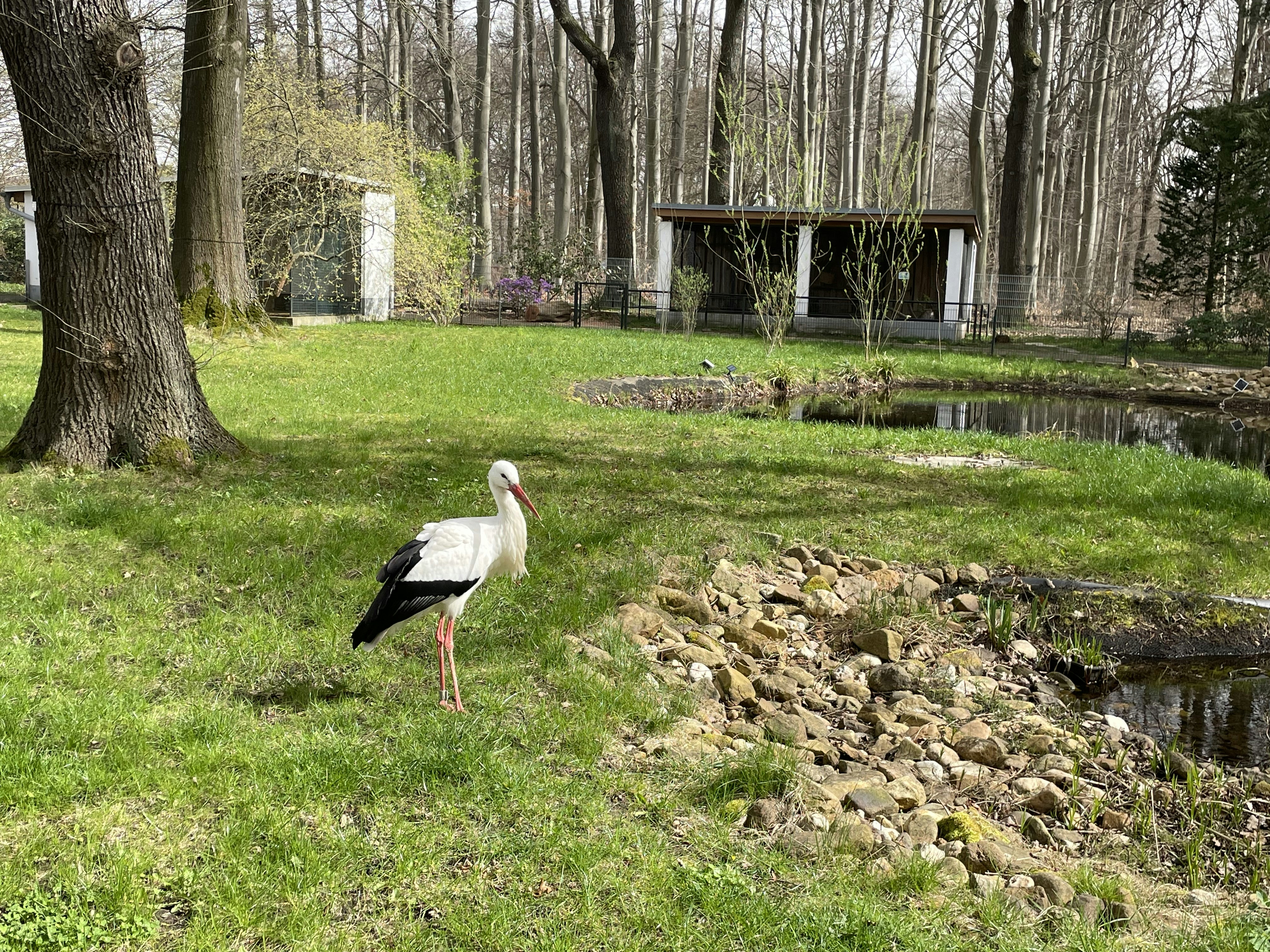 Lone White Stork on the Grassy Bank Overlooking a Serene Pond